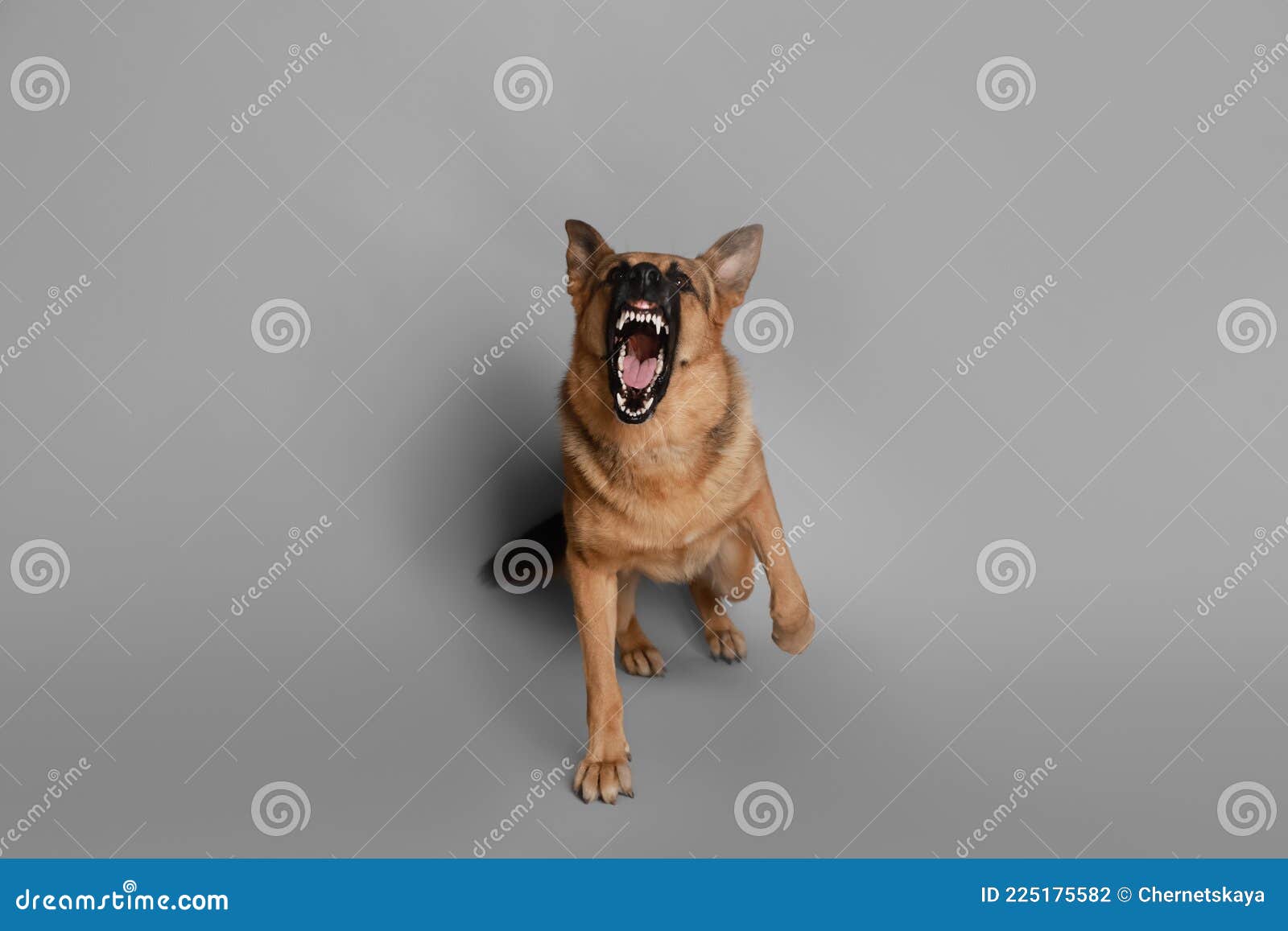 Aggressive German Shepherd Dog on Grey Background Stock Photo - Image ...