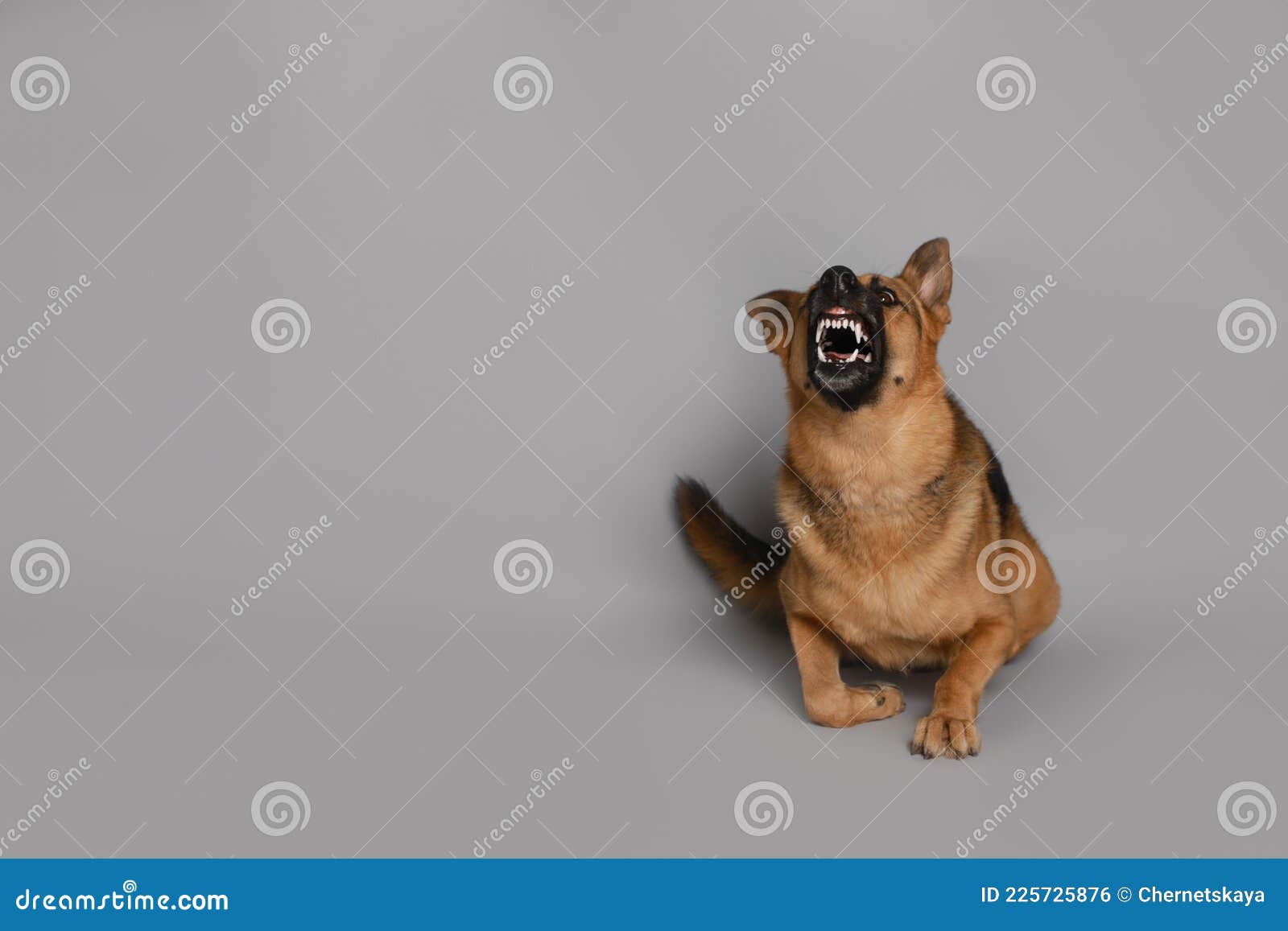 Aggressive German Shepherd Dog on Grey Background. Space for Text Stock ...