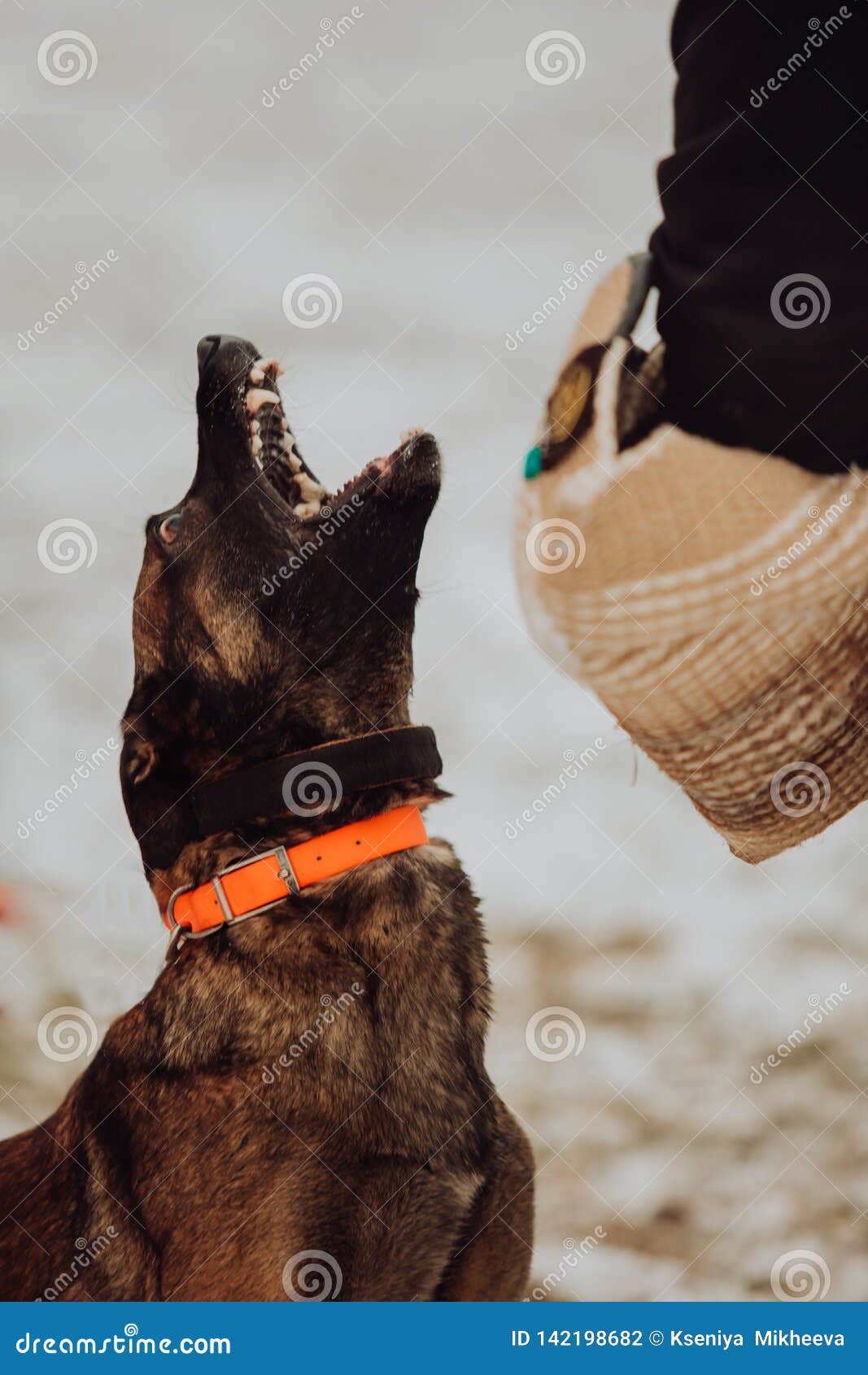 Aggressive German Shepherd Guards Barking. Art Photo Stock Photo ...