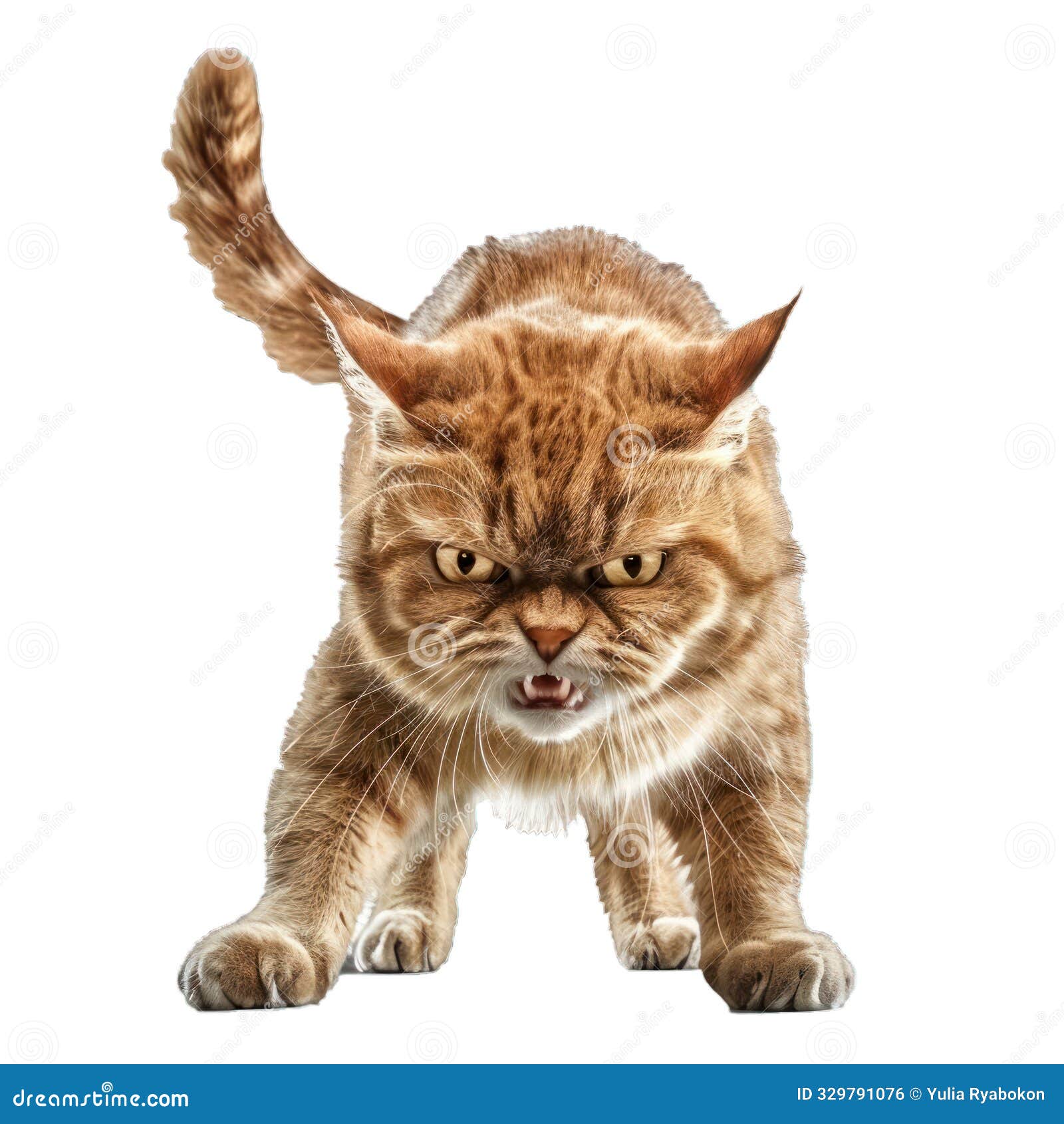 Angry Ginger Cat Showing Teeth and Hissing on White Background Stock ...