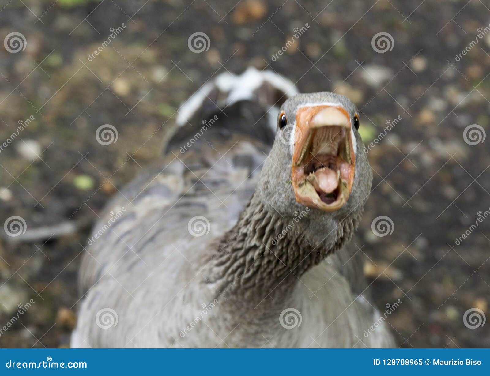 Aggressive Goose Looking at Camera Stock Image - Image of animal, geese ...