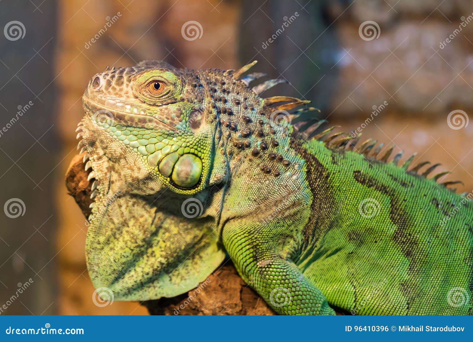 Aggressive Green Iguana with Raised Head Stock Photo - Image of outdoor ...