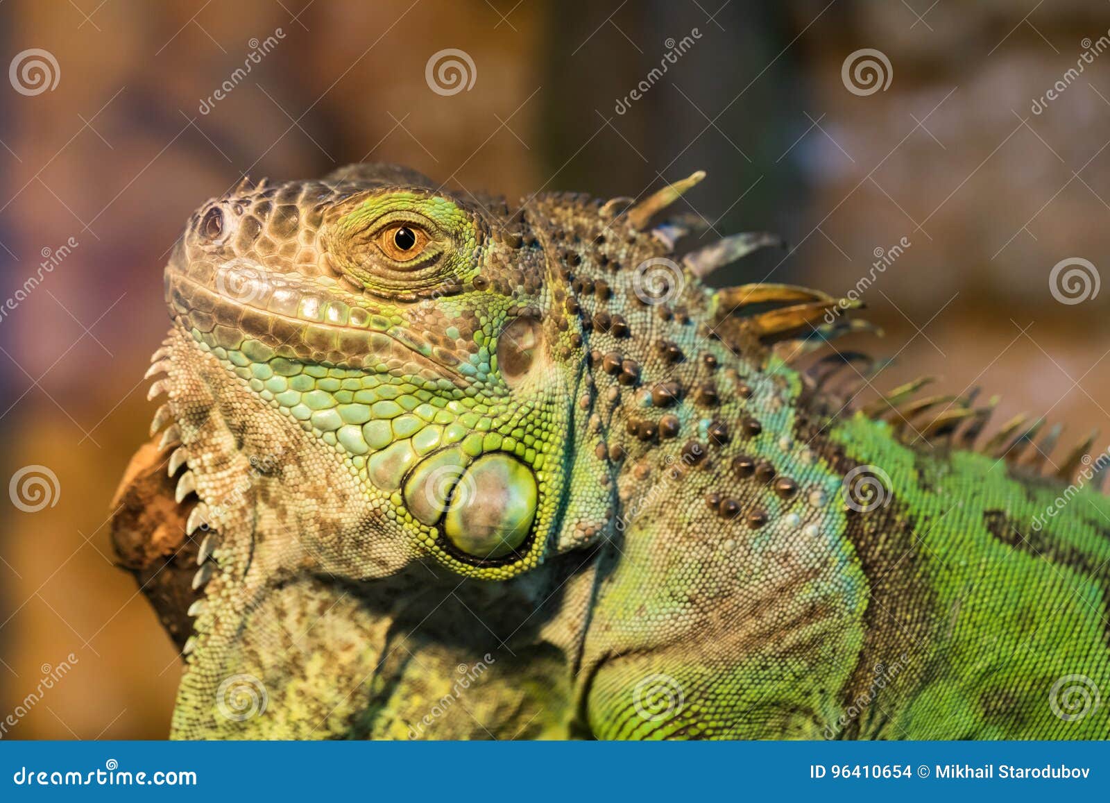 Aggressive Green Iguana with Raised Head Stock Photo - Image of angry ...