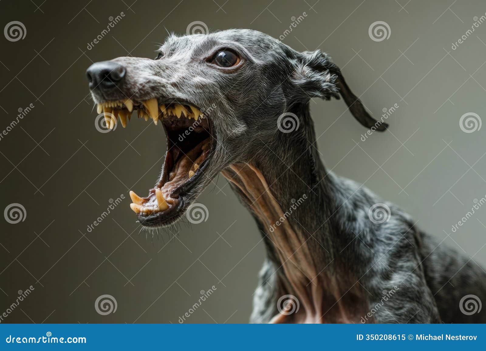 Aggressive Grey-hound Dog Baring Teeth and Growling Stock Image - Image ...