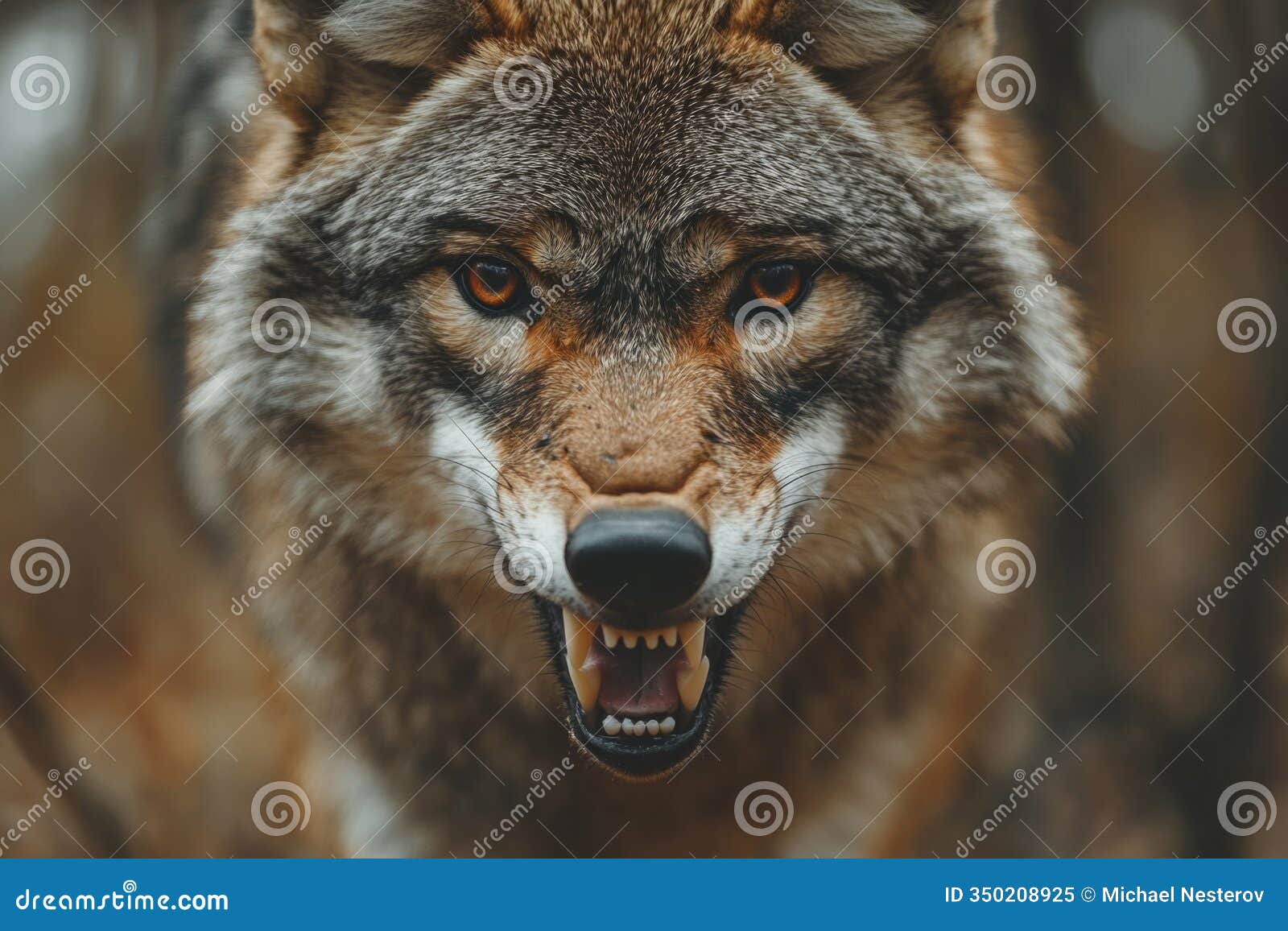 Aggressive Grey Wolf Showing Teeth and Growling Covered in Blood Stock ...