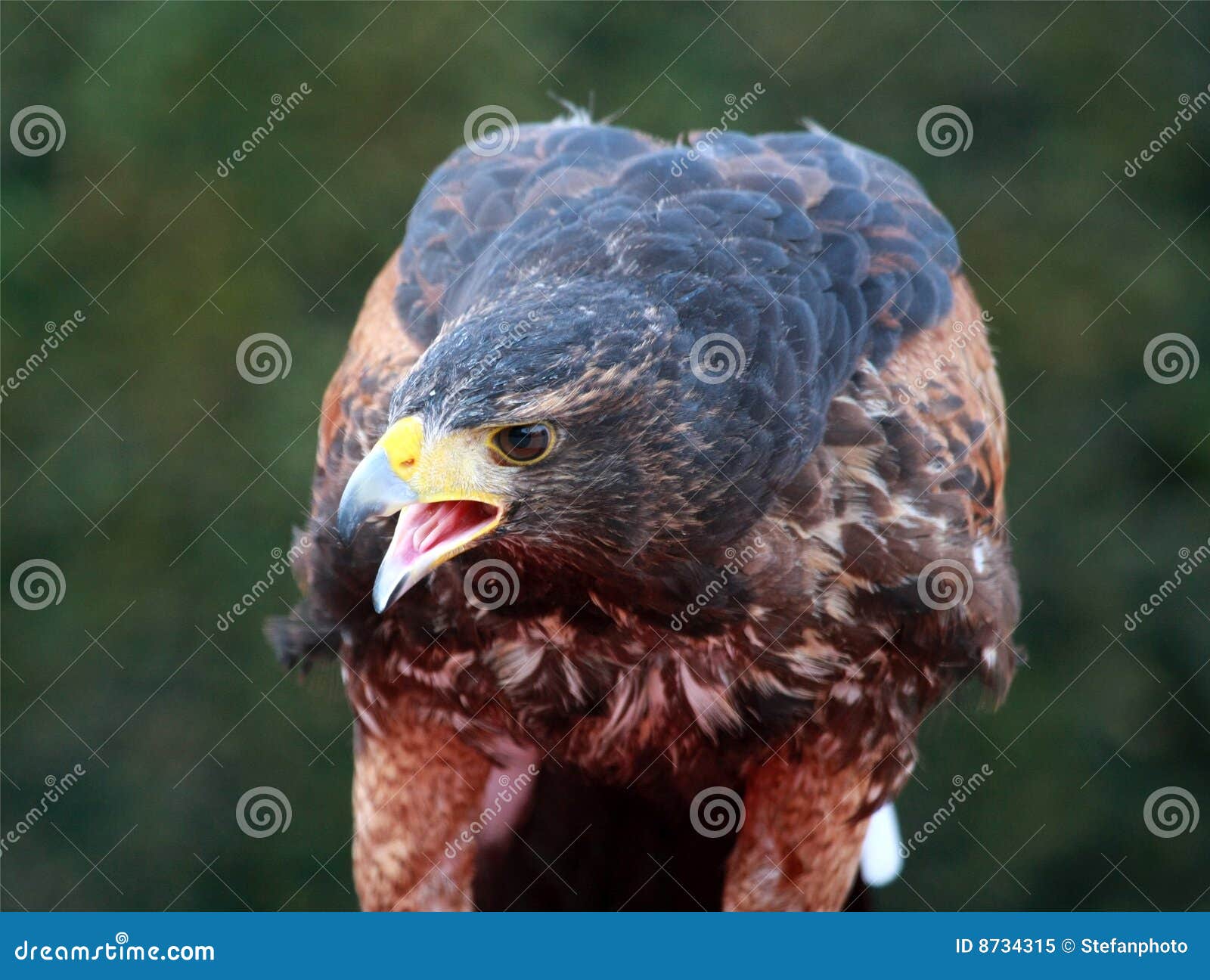 Aggressive hawk stock image. Image of bird, open, hawk - 8734315
