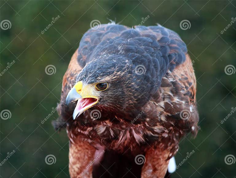 Aggressive hawk stock image. Image of bird, open, hawk - 8734315