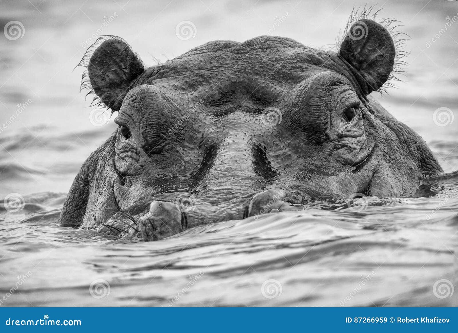 Aggressive Hippo Muzzle Sticking Out of Lake Stock Image - Image of ...