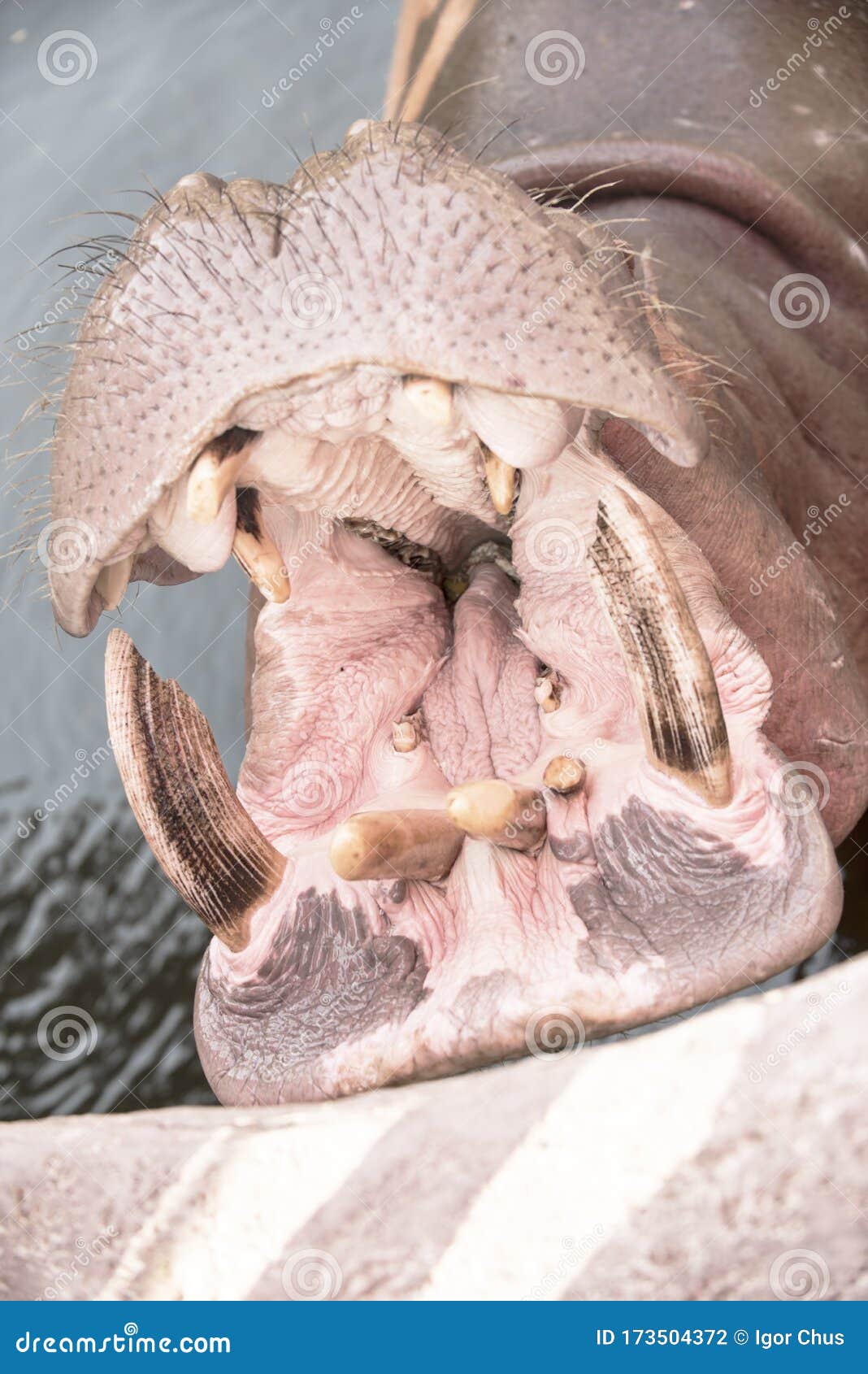 Aggressive Hippo Opened His Mouth Wide 2020 Stock Photo - Image of ...