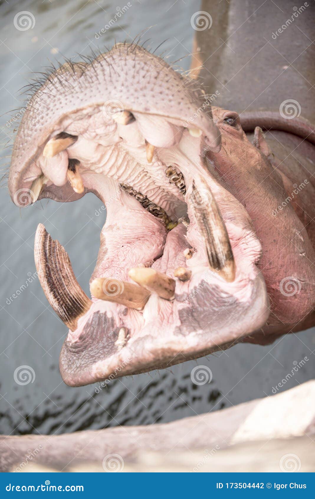 Aggressive Hippo Opened His Mouth Wide 2020 Stock Photo - Image of ...