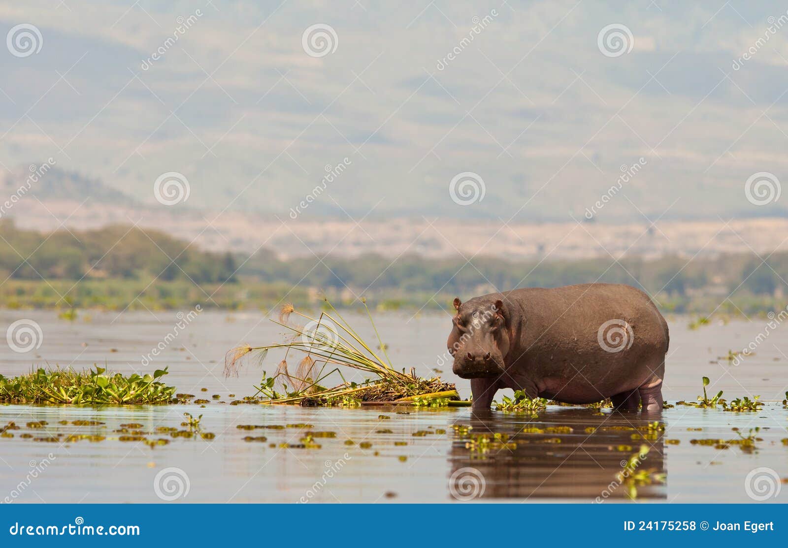 An aggressive Hippopotamus stock photo. Image of incidents - 24175258