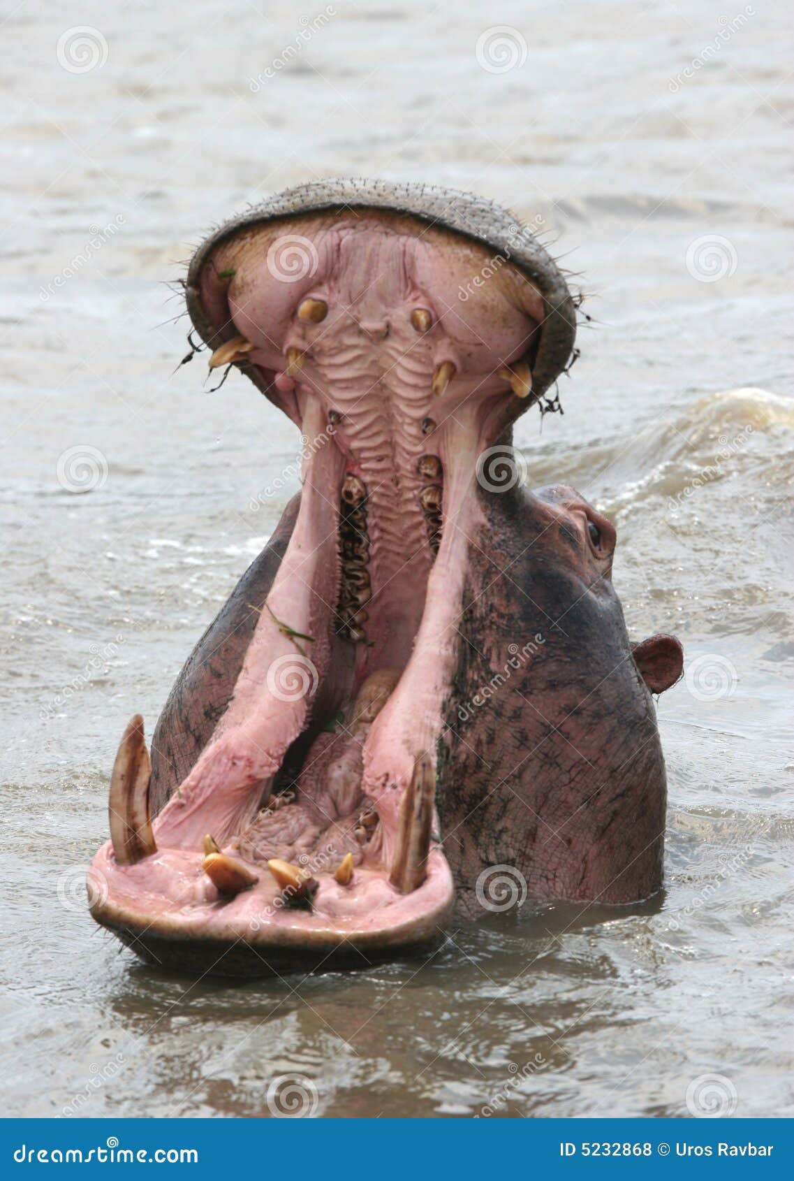 Aggressive hippopotamus stock photo. Image of african - 5232868