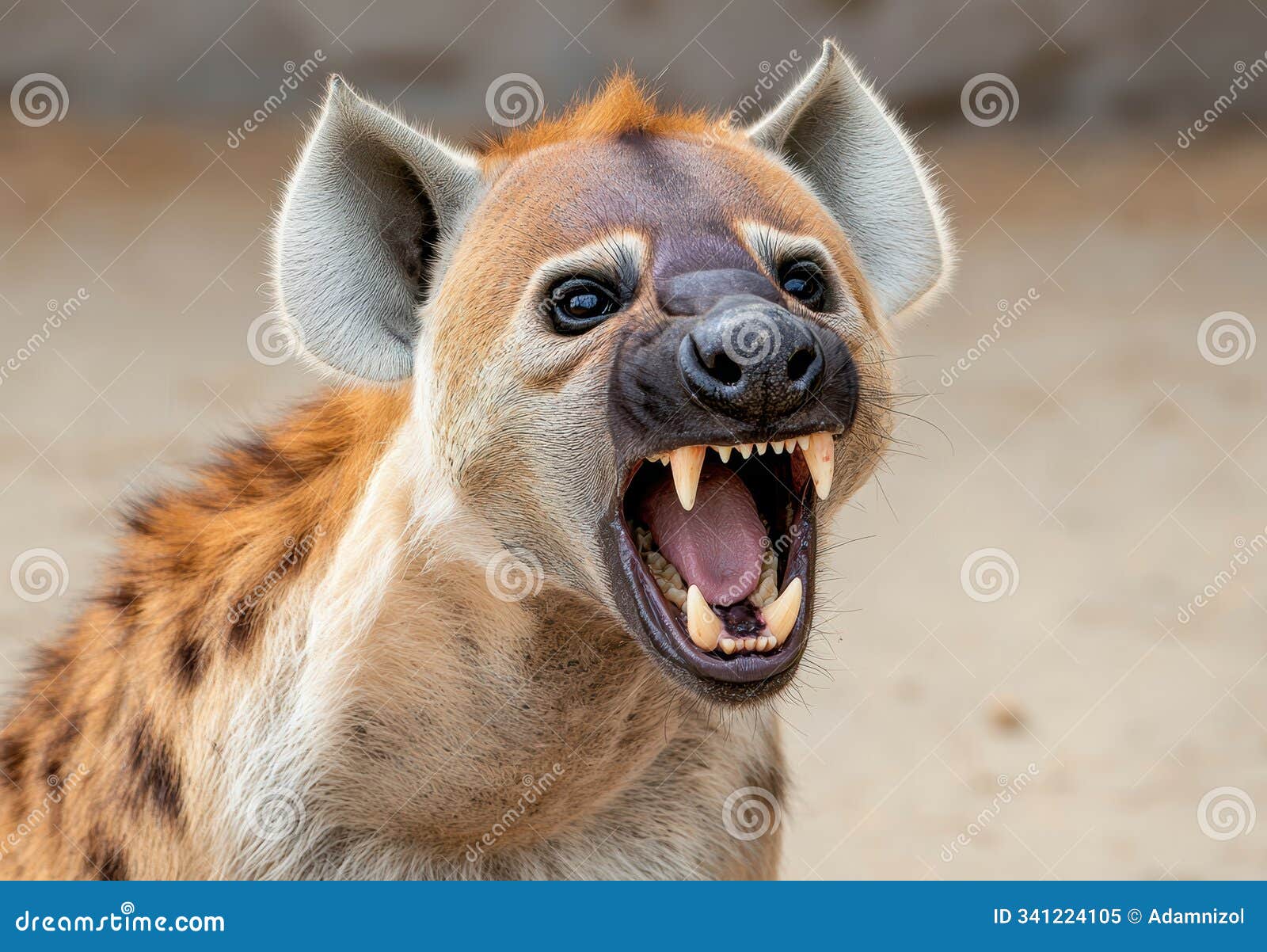 Aggressive Hyena with Open Mouth and Sharp Teeth Stock Illustration ...