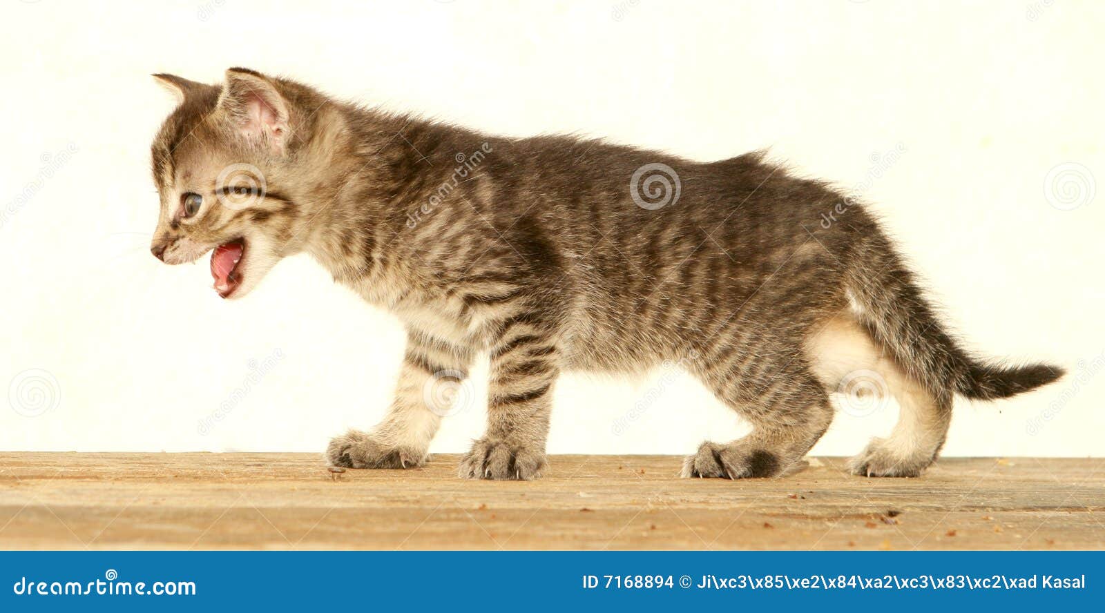 Aggressive kitten stock photo. Image of kitten, animal - 7168894