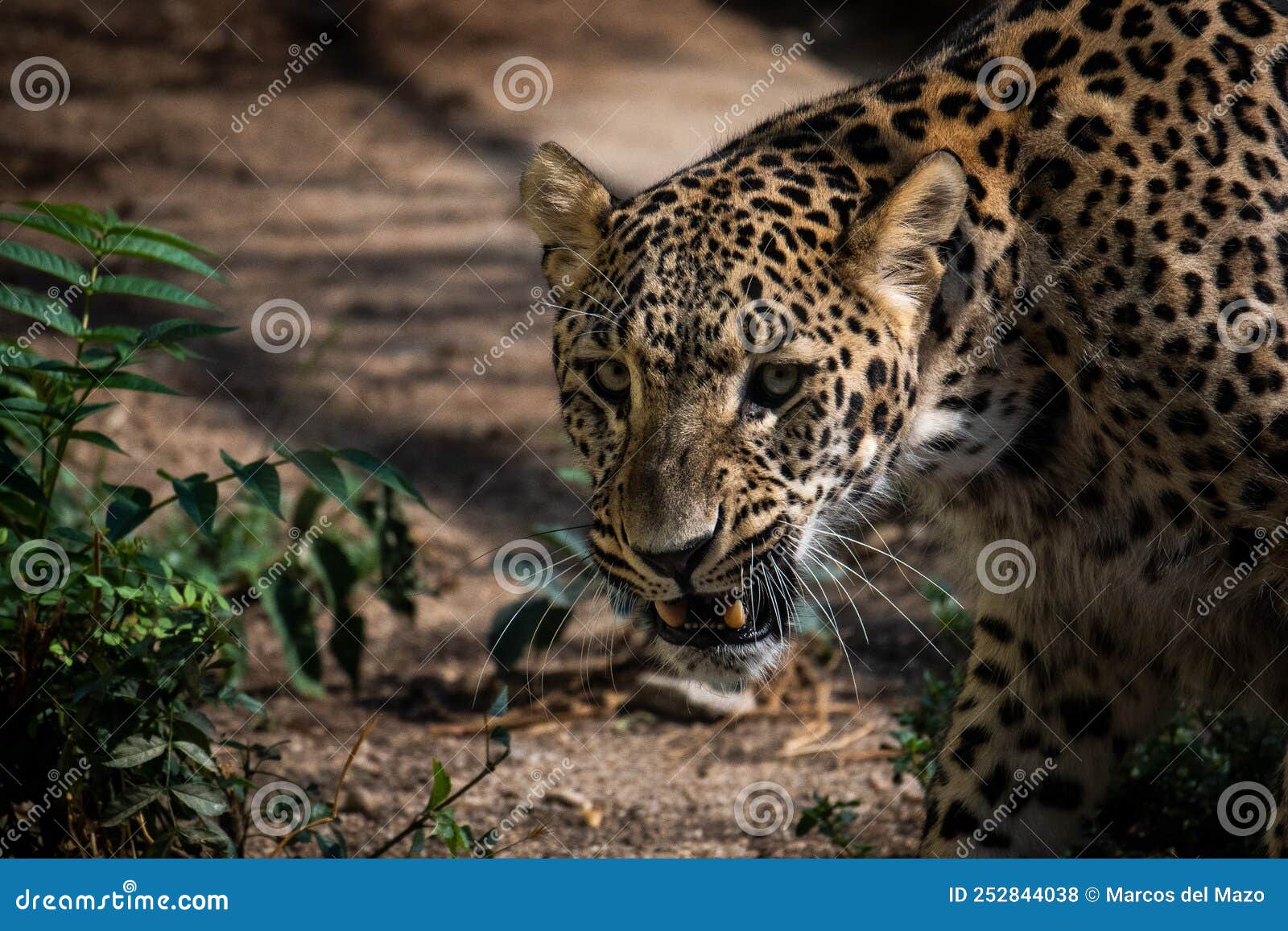 Aggressive Leopard Showing Its Teeth Stock Photo - Image of face ...