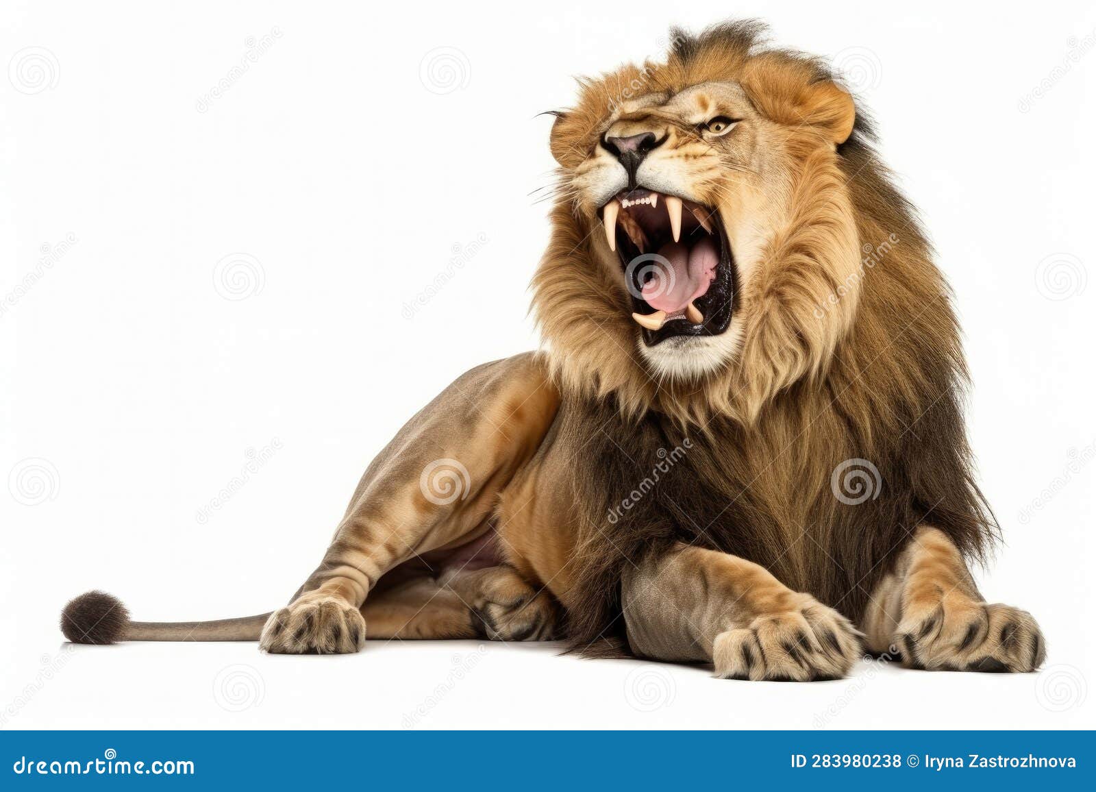 Aggressive Lion Growls Lies on a White Background Stock Illustration ...