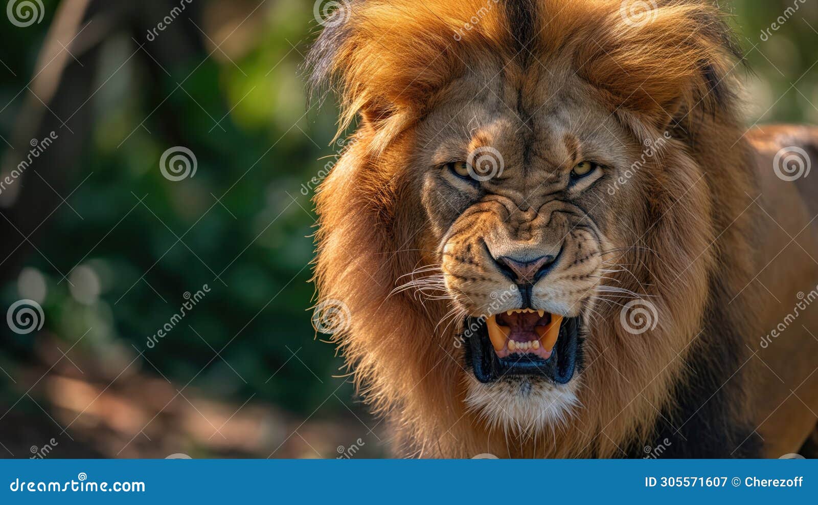 Aggressive Lion Ready To Attack Stock Image - Image of hunt, strength ...