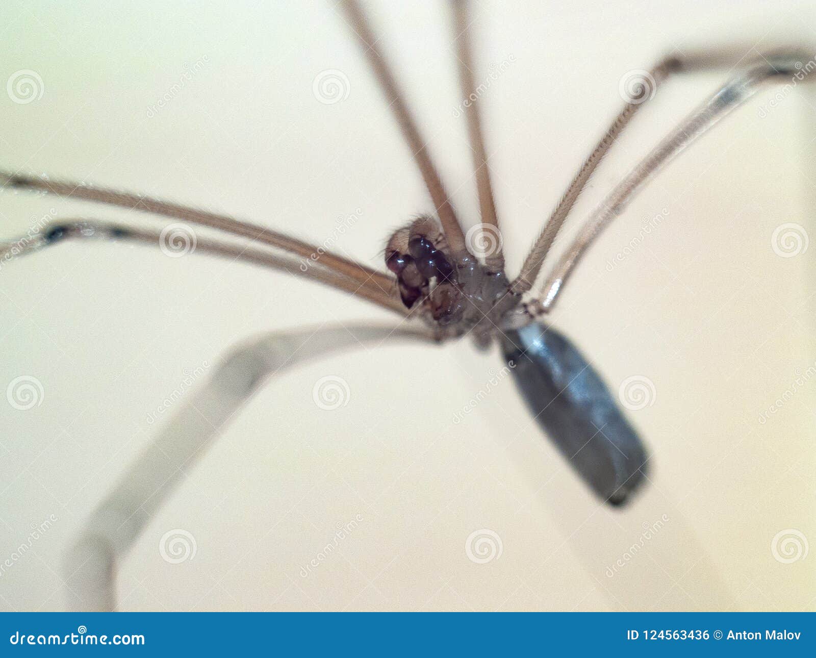 Spider Attacks Cockroach Stock Image | CartoonDealer.com #32020171