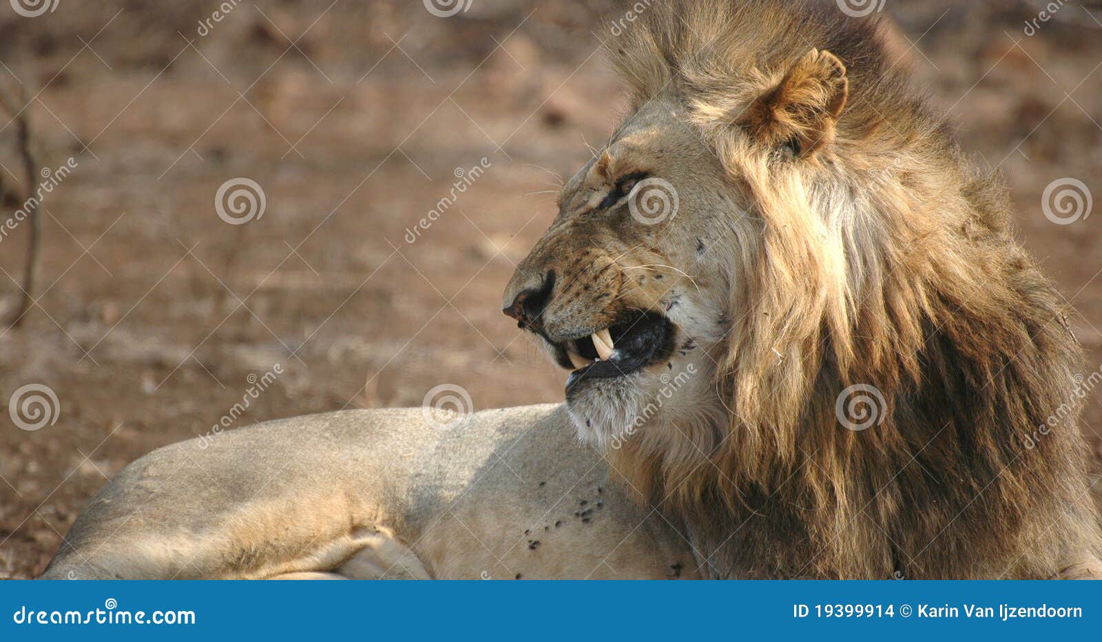 Aggressive Looking lion stock photo. Image of lying, aggressive - 19399914