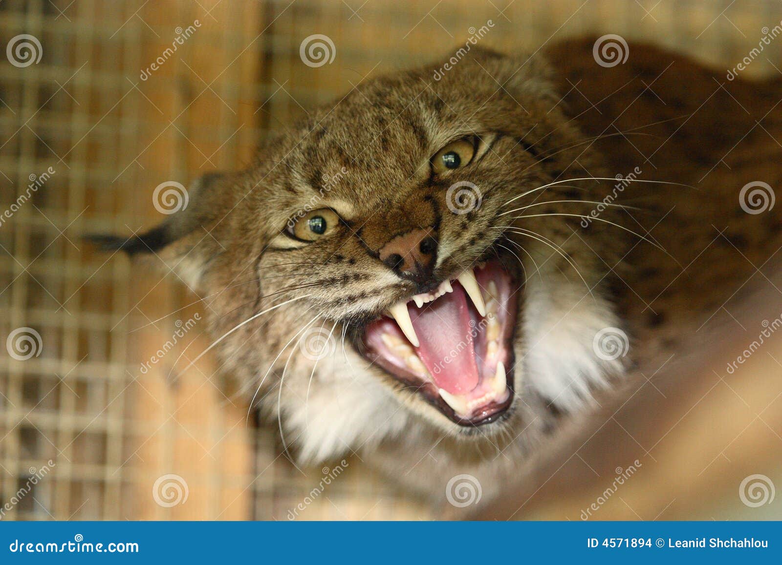 Aggressive lynx stock photo. Image of bobcat, single, nose - 4571894