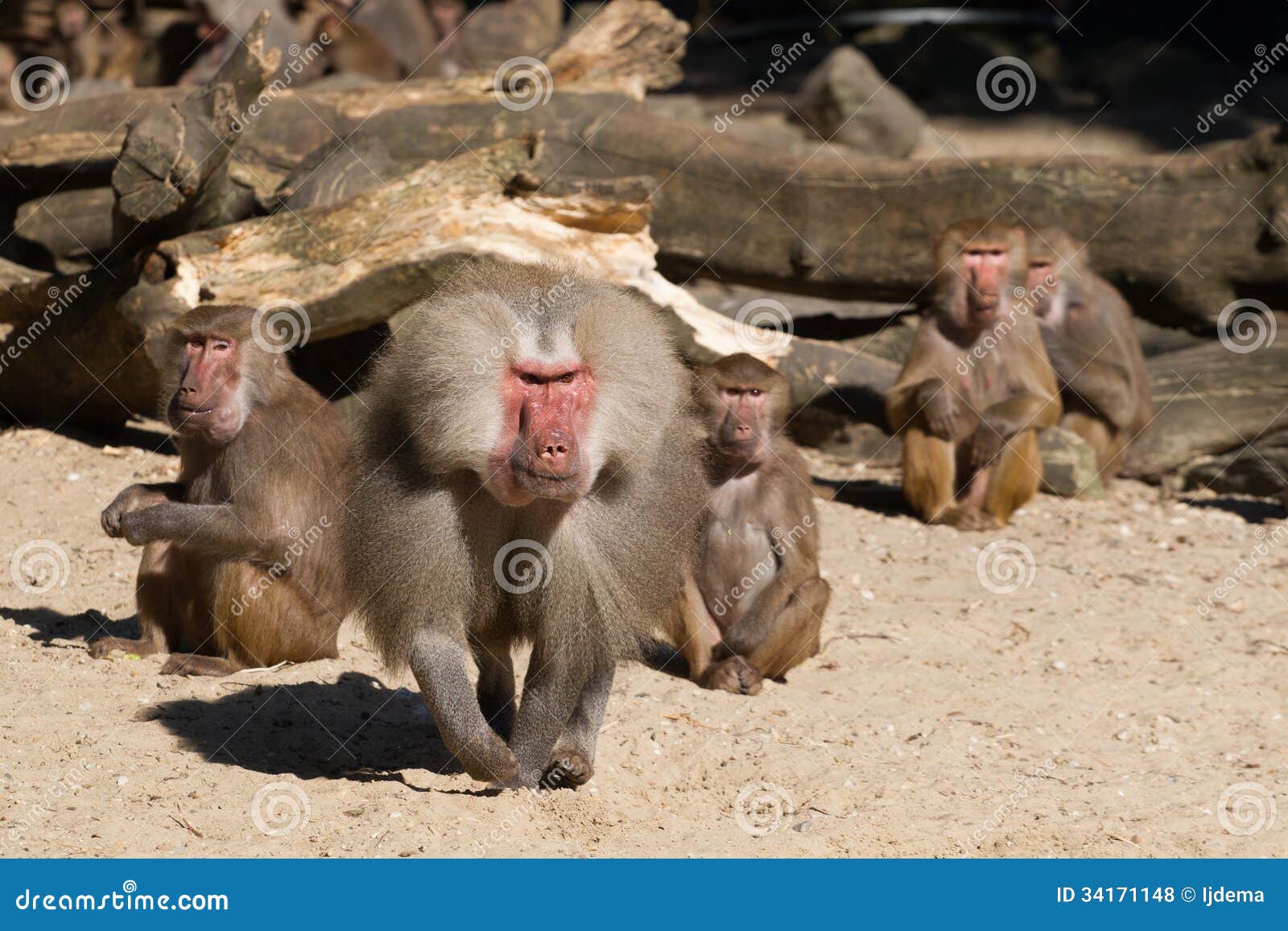 Aggressive Male Baboon Defending Group Stock Photo - Image of hamadryas ...