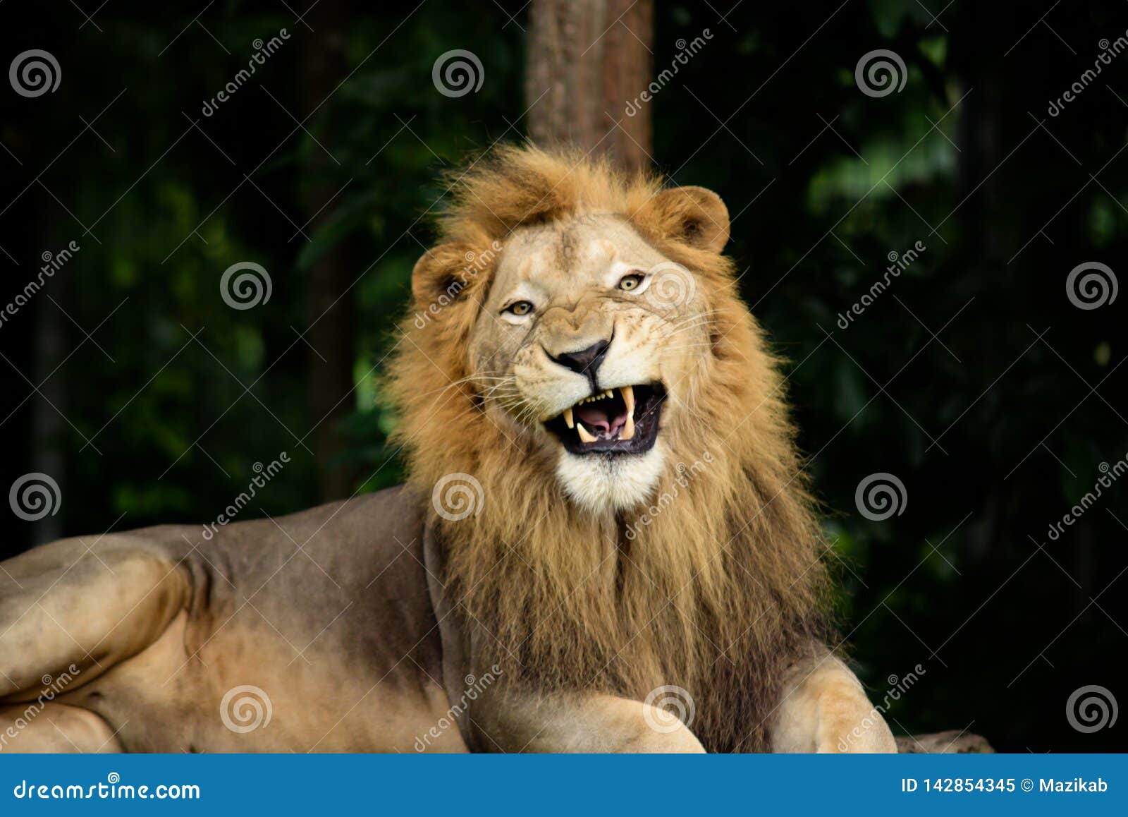 Aggressive male lion stock image. Image of furious, carnivore - 142854345