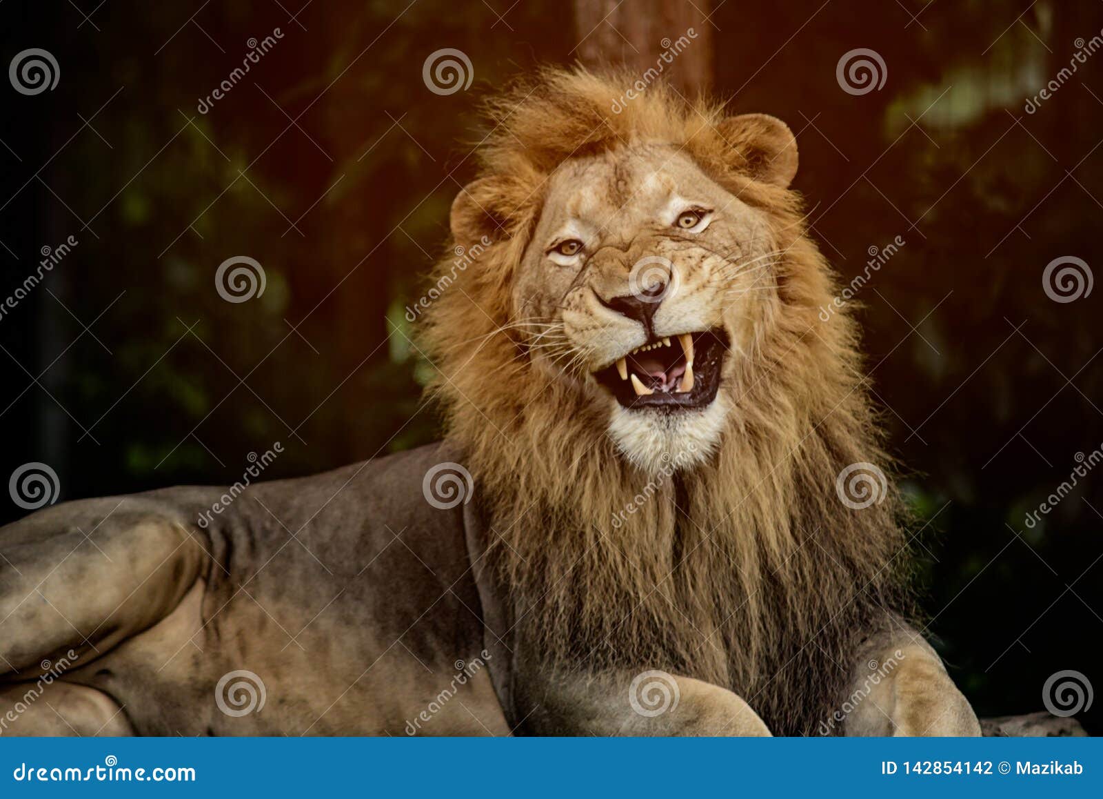 Aggressive male lion stock photo. Image of africa, nature - 142854142