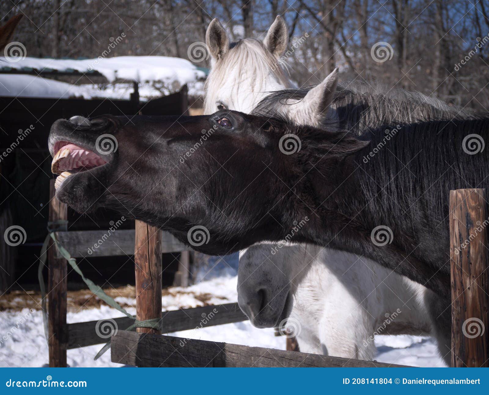 Aggressive Mare Biting Another Horse Stock Photo - Image of intimidate ...
