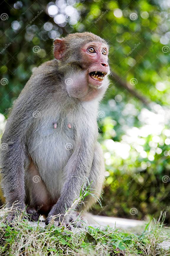 Aggressive monkey stock photo. Image of endemic, primate - 19443586