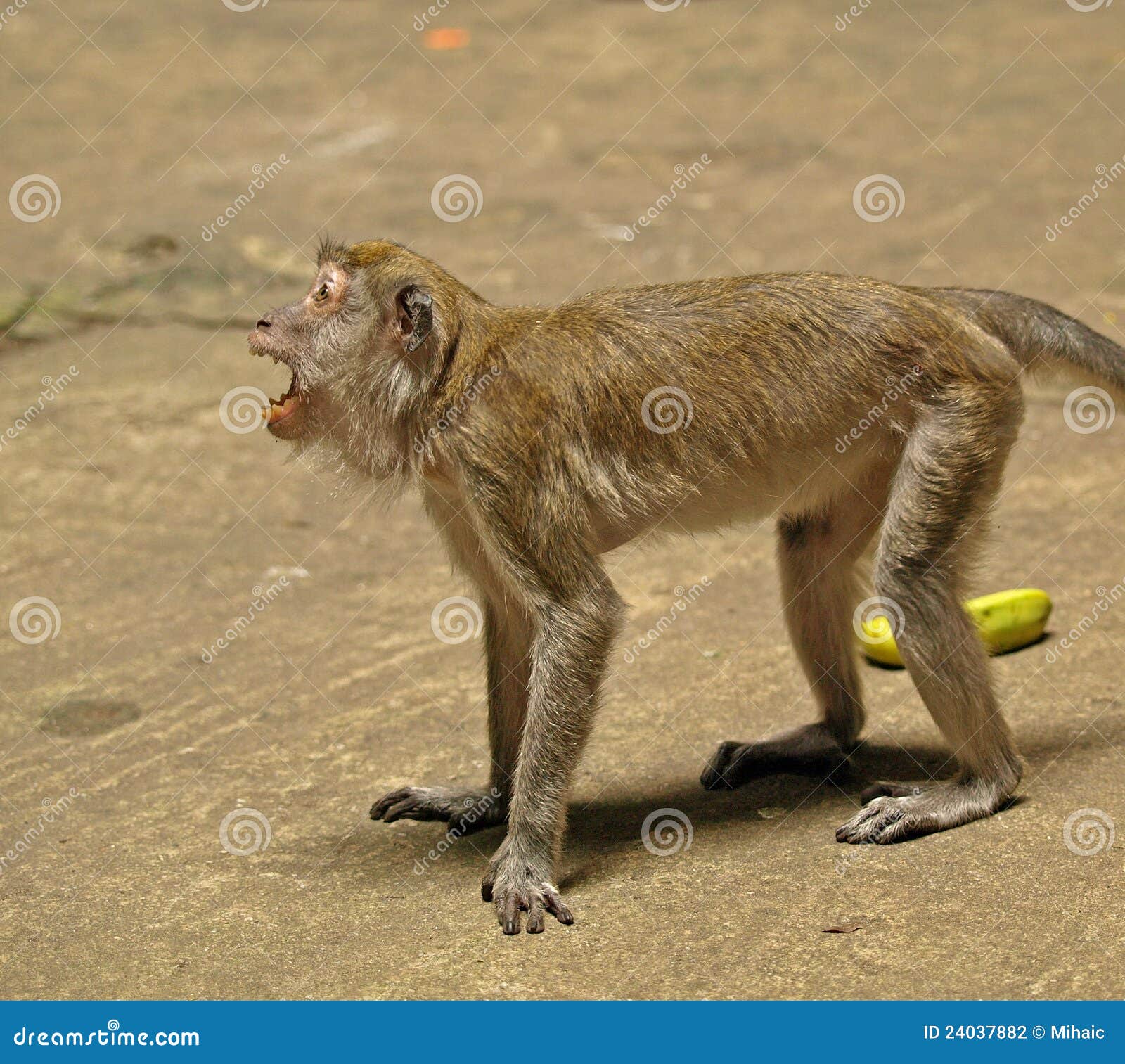 Aggressive monkey stock photo. Image of crab, banana - 24037882