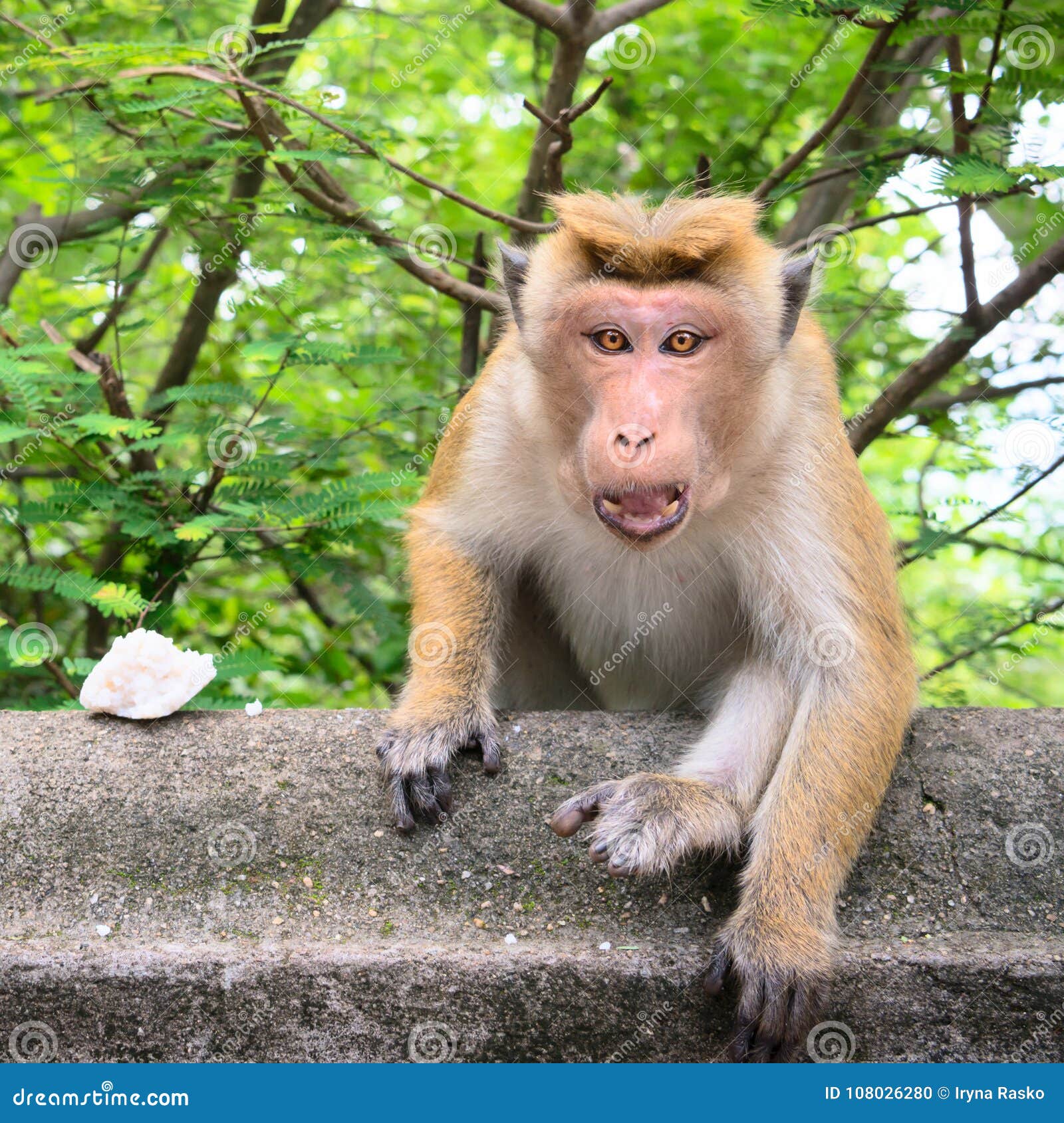 Aggressive Monkey Protects a Piece of Rice. Stock Photo - Image of ...