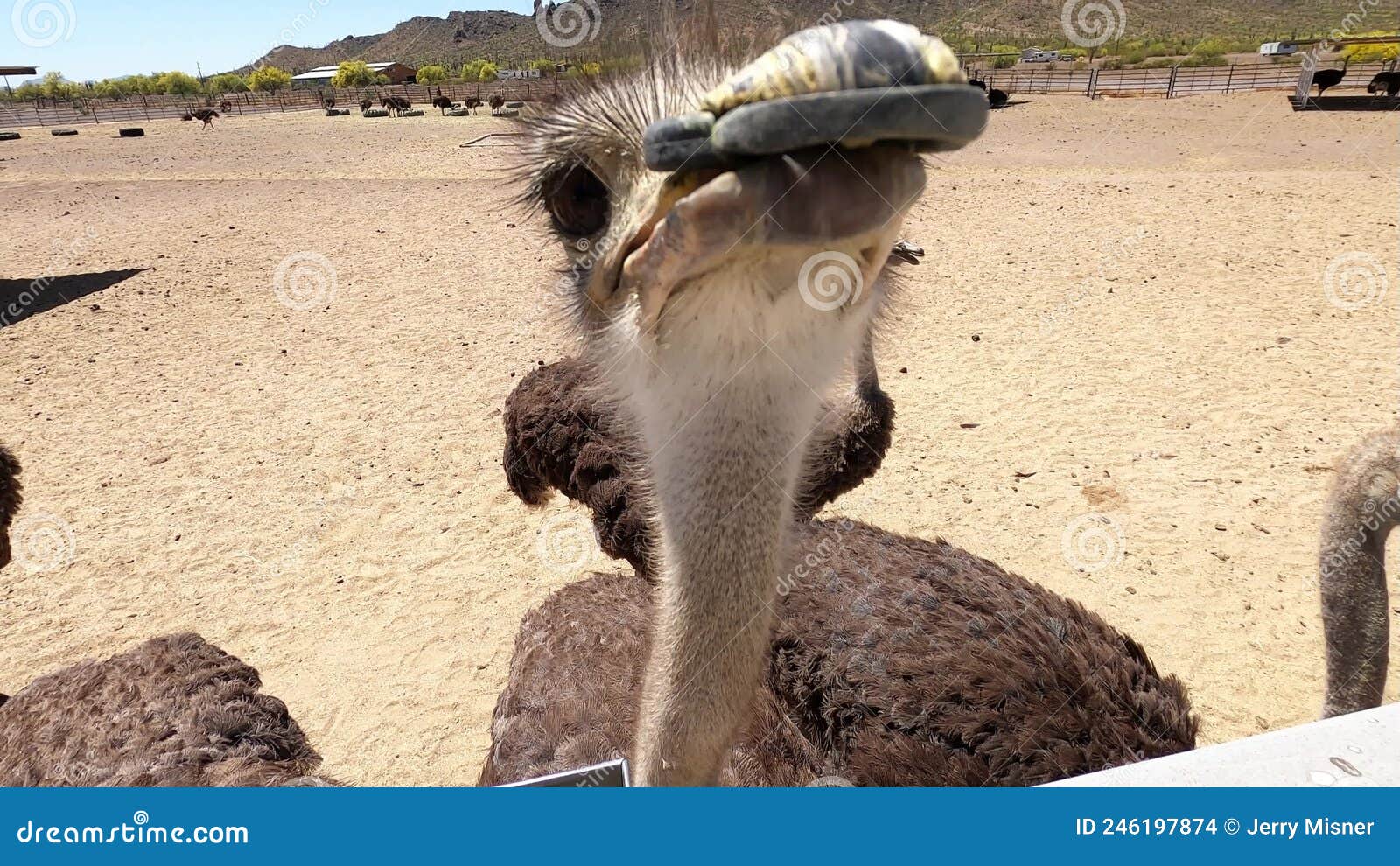 Aggressive Ostrich Pecking at Camera Stock Footage - Video of ...