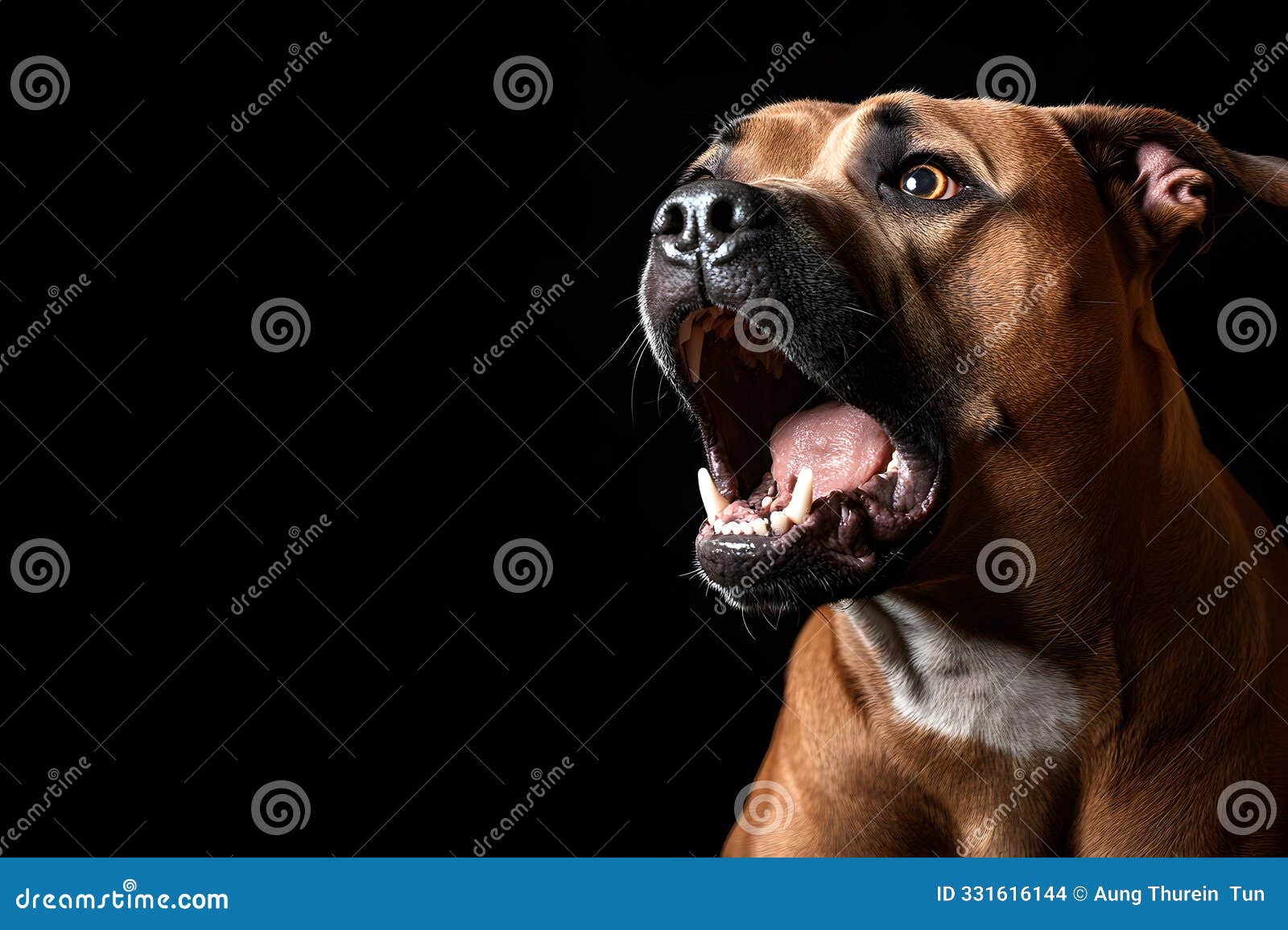 An Aggressive Pit Bull Barking Angrily with an Isolated Background ...