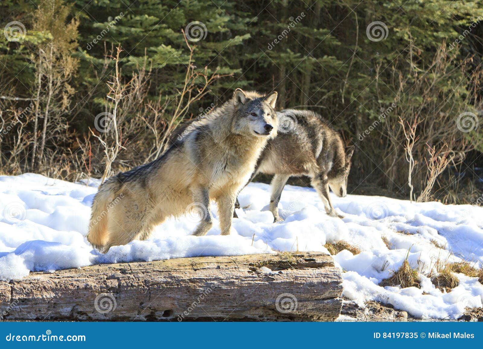Aggressive Posture of Timber Wolf Stock Image - Image of posture ...