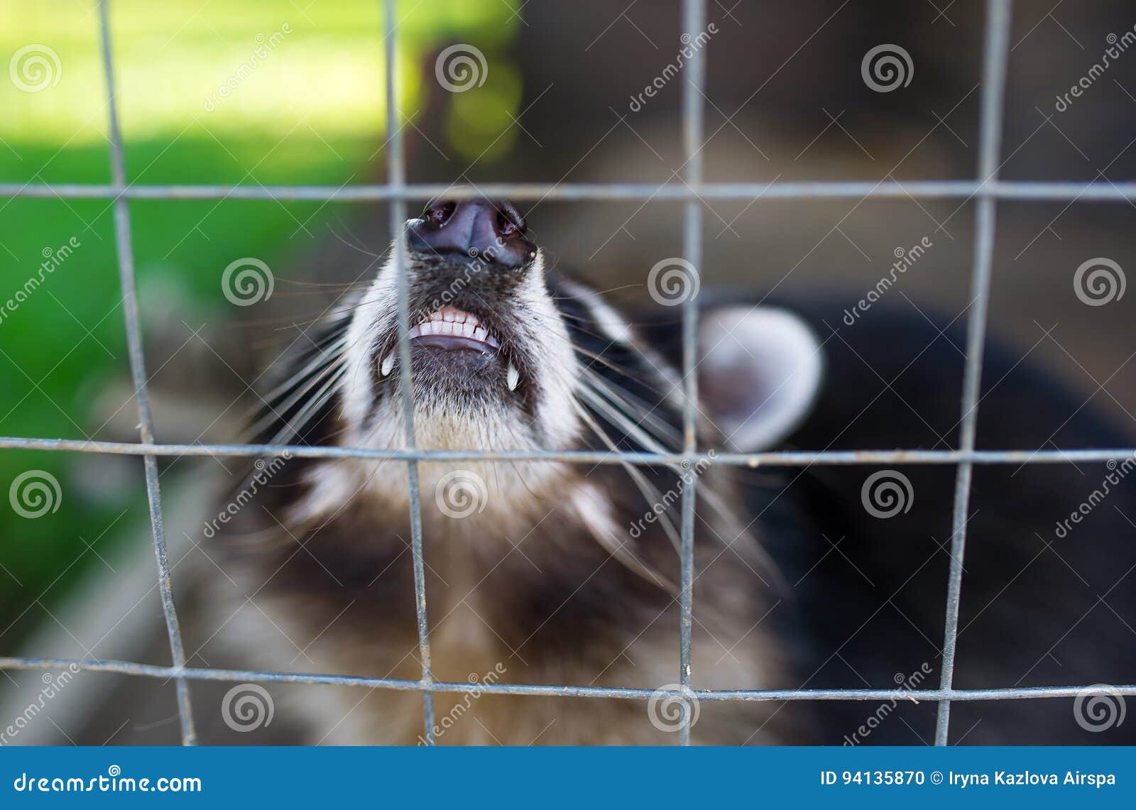 Aggressive Raccoon in a Cage. Stock Photo - Image of prison, sadness ...