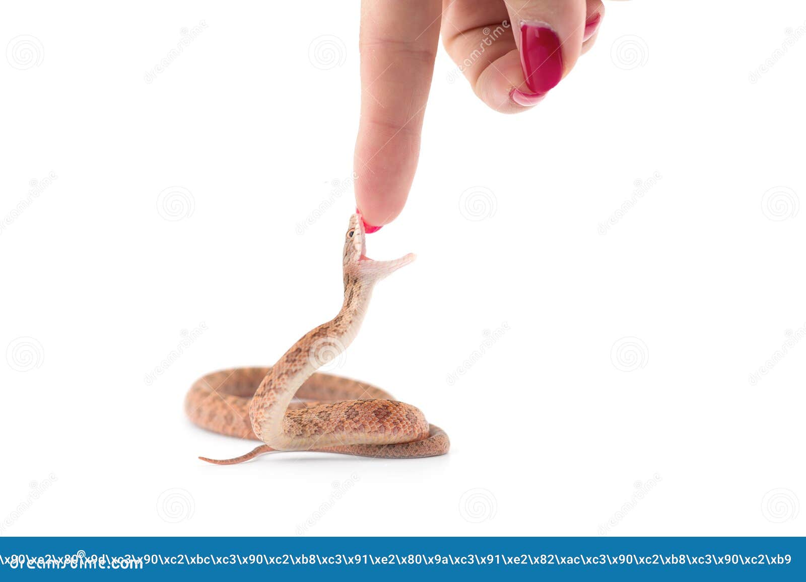 Rat Snake Attack Pose Isolated On White Background Royalty-Free Stock ...