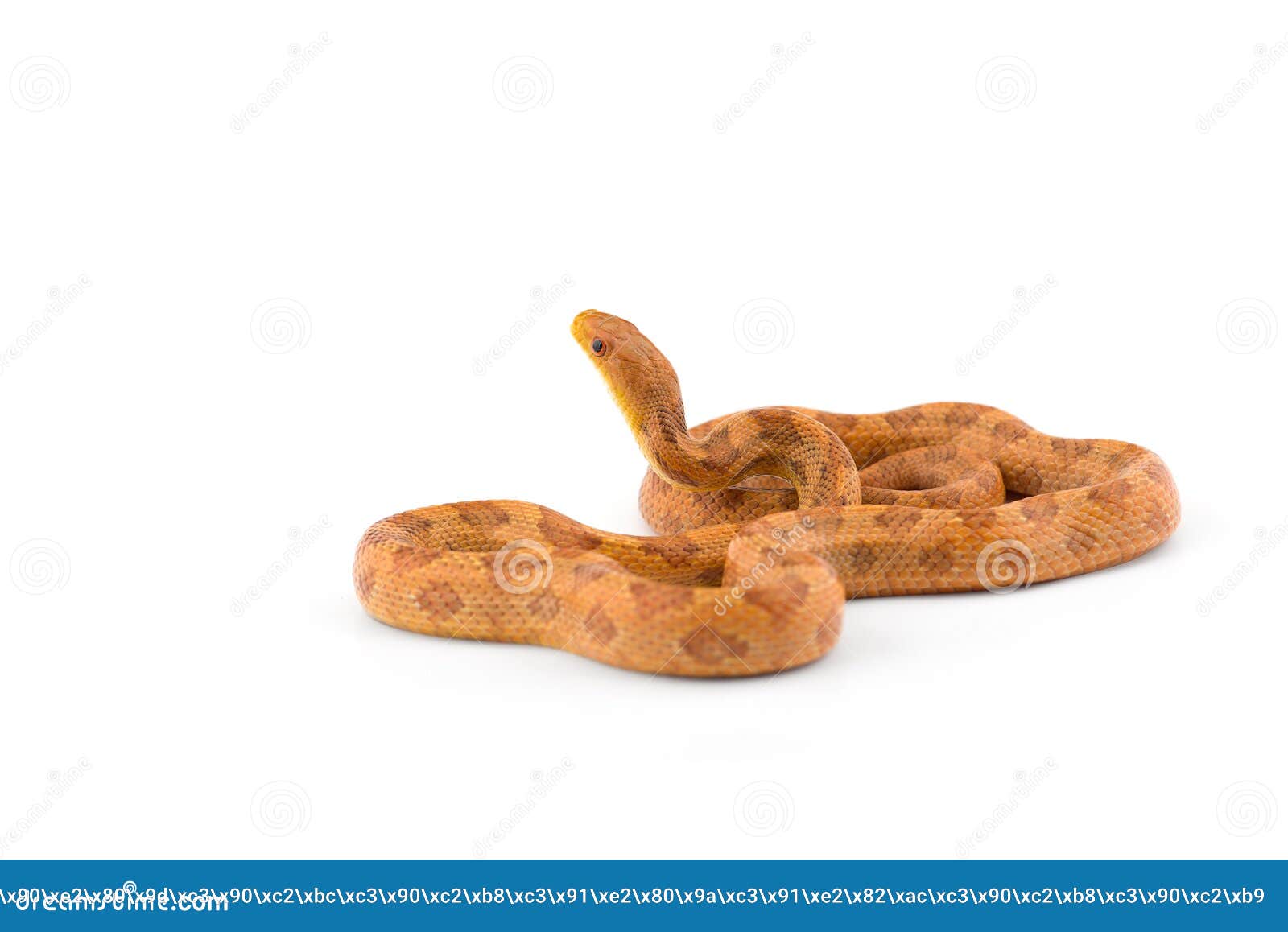 Aggressive Rat Snake Attack Pose Isolated on White Background Stock ...
