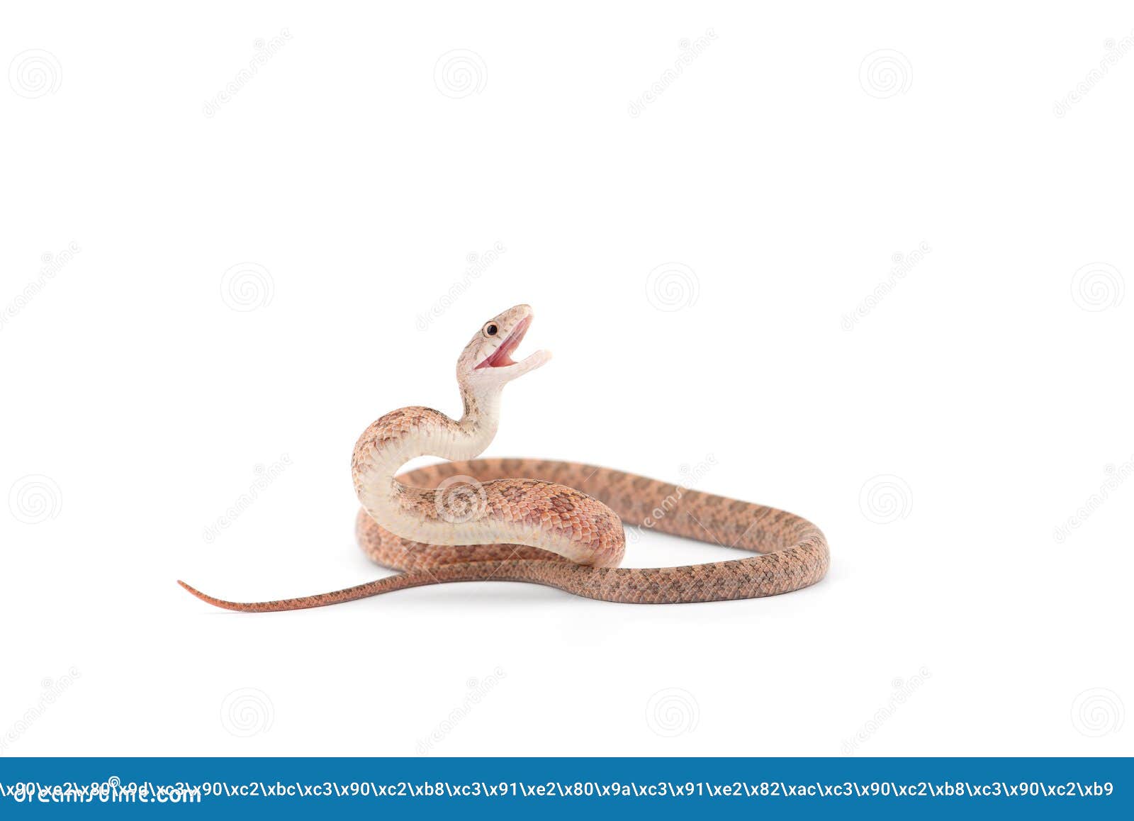 Aggressive Rat Snake Attack Pose Isolated on White Background Stock ...