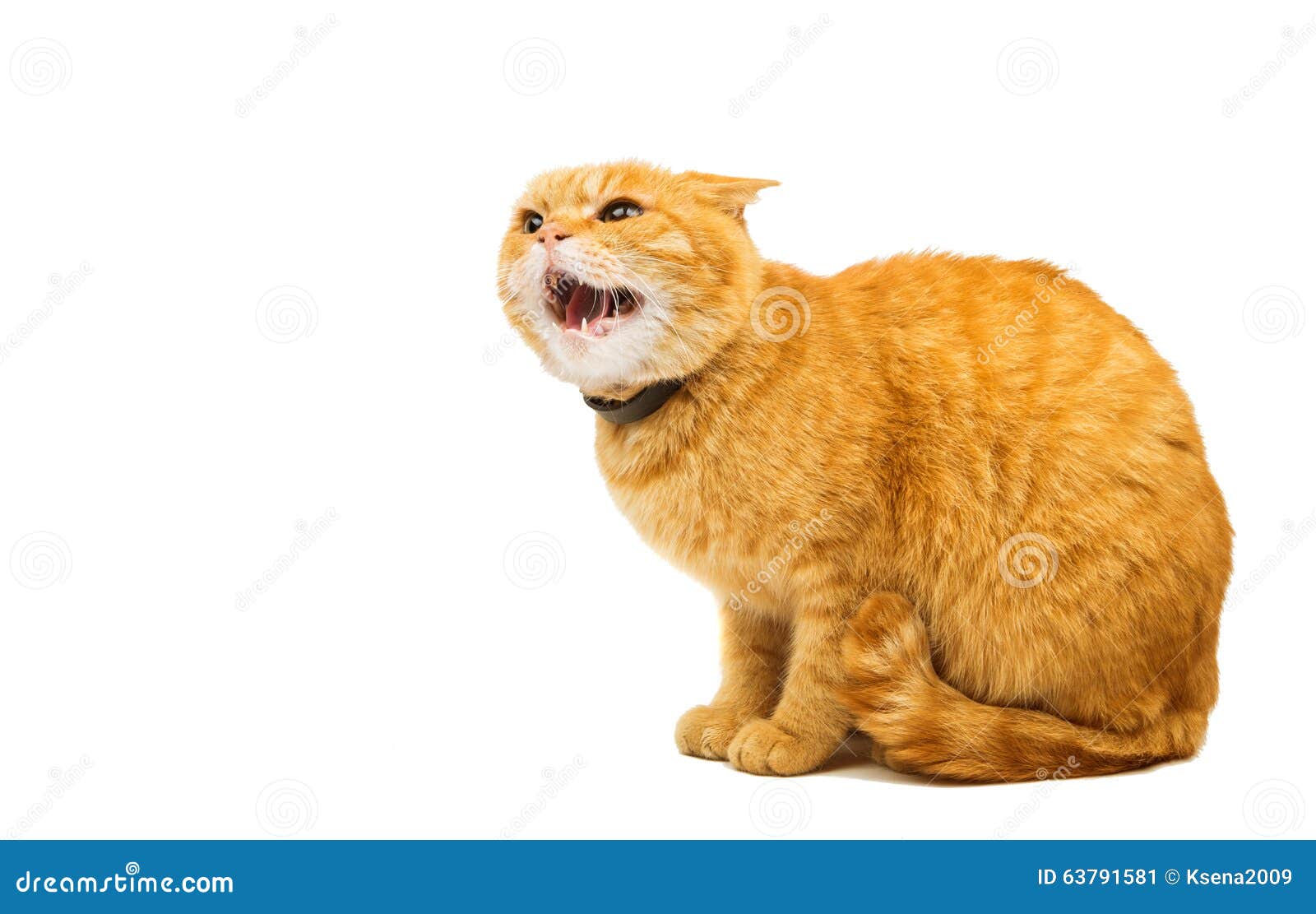 Aggressive rote Katze stockbild. Bild von ingwer, sitzung - 63791581
