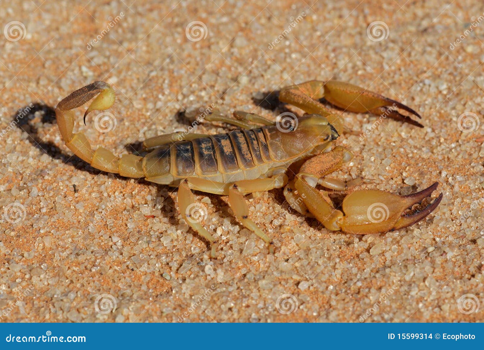 Aggressive scorpion stock photo. Image of fear, venomous - 15599314