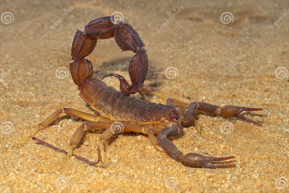 Aggressive scorpion stock image. Image of poisonous, freaky - 21884455