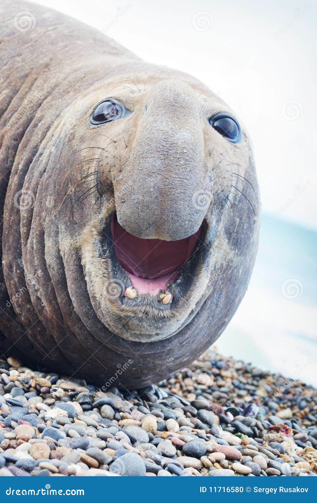 Aggressive sea elephant stock photo. Image of heavy, front - 11716580