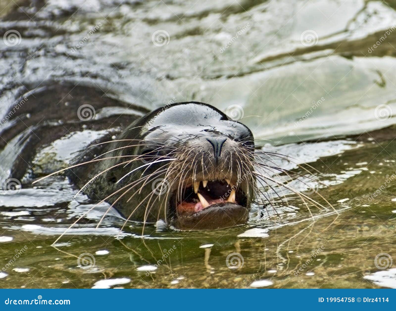 Aggressive Sea Lion stock photo. Image of swim, lion - 19954758