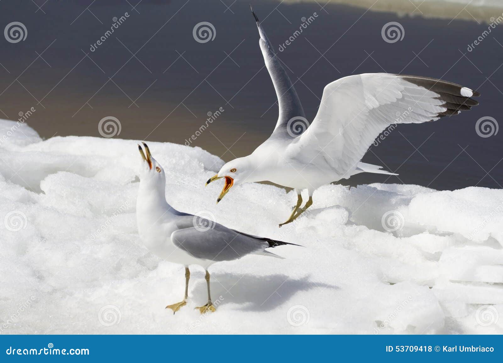 Aggressive seagulls stock photo. Image of seagulls, winter - 53709418