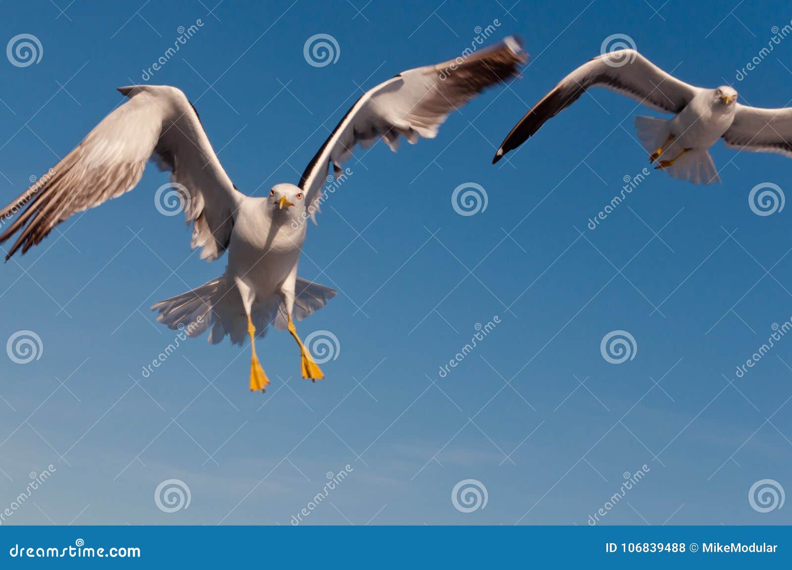 Aggressive Seagulls in the Sky Stock Photo - Image of nature, paws ...