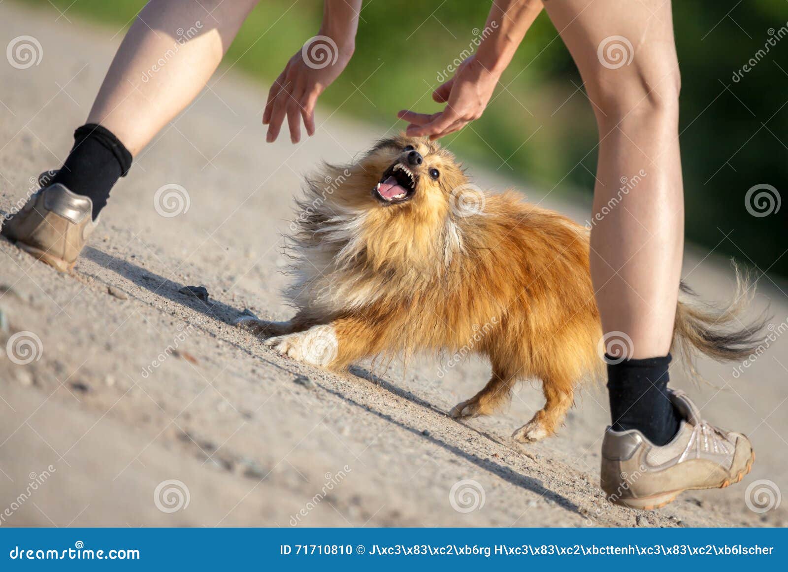 Aggressive Shetland Sheepdog Tried To Bite in Hands Stock Photo - Image ...