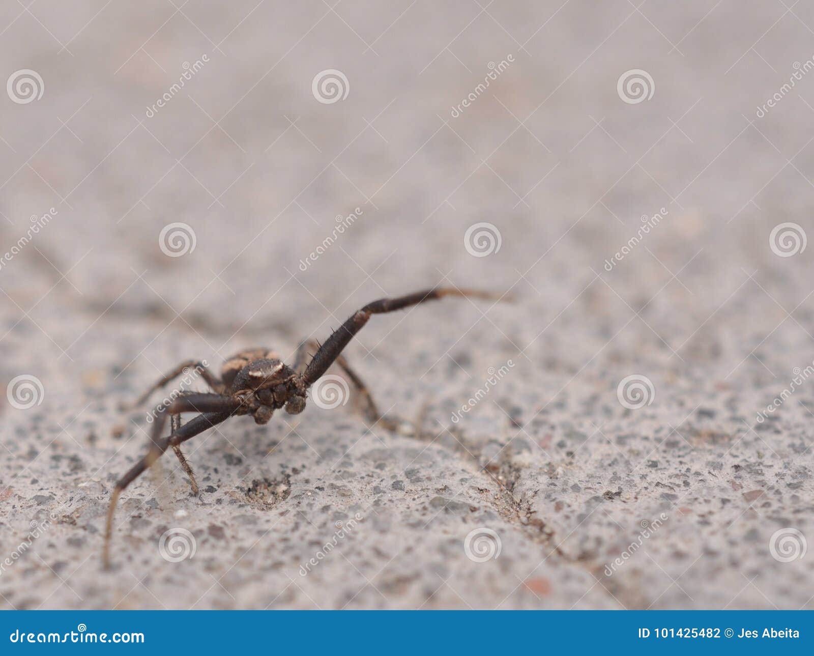 Aggressive spider stock photo. Image of spider, nightmare - 101425482