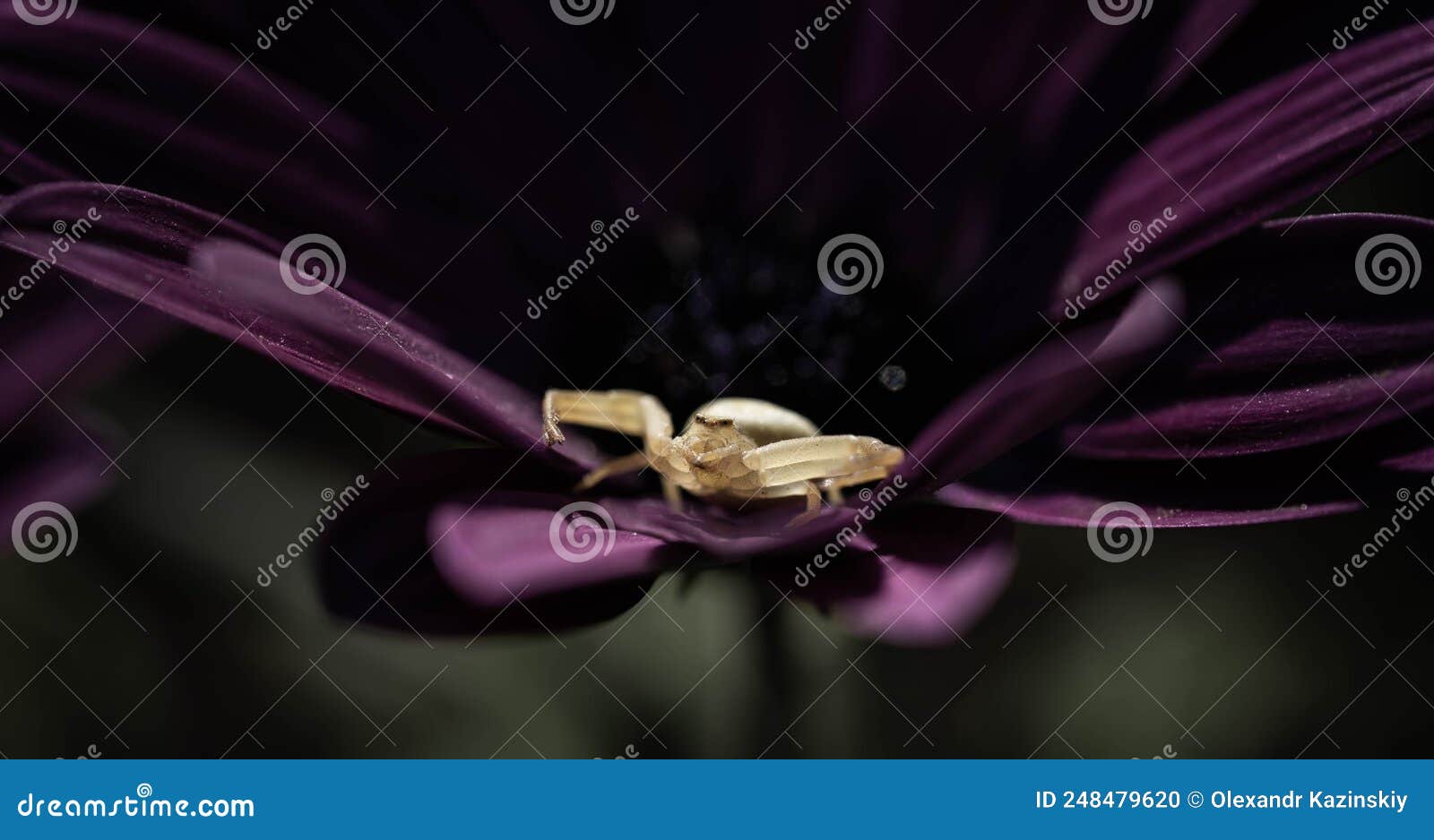 Aggressive Spider in Defensive Posture, Incredible Wildlife Stock Photo ...