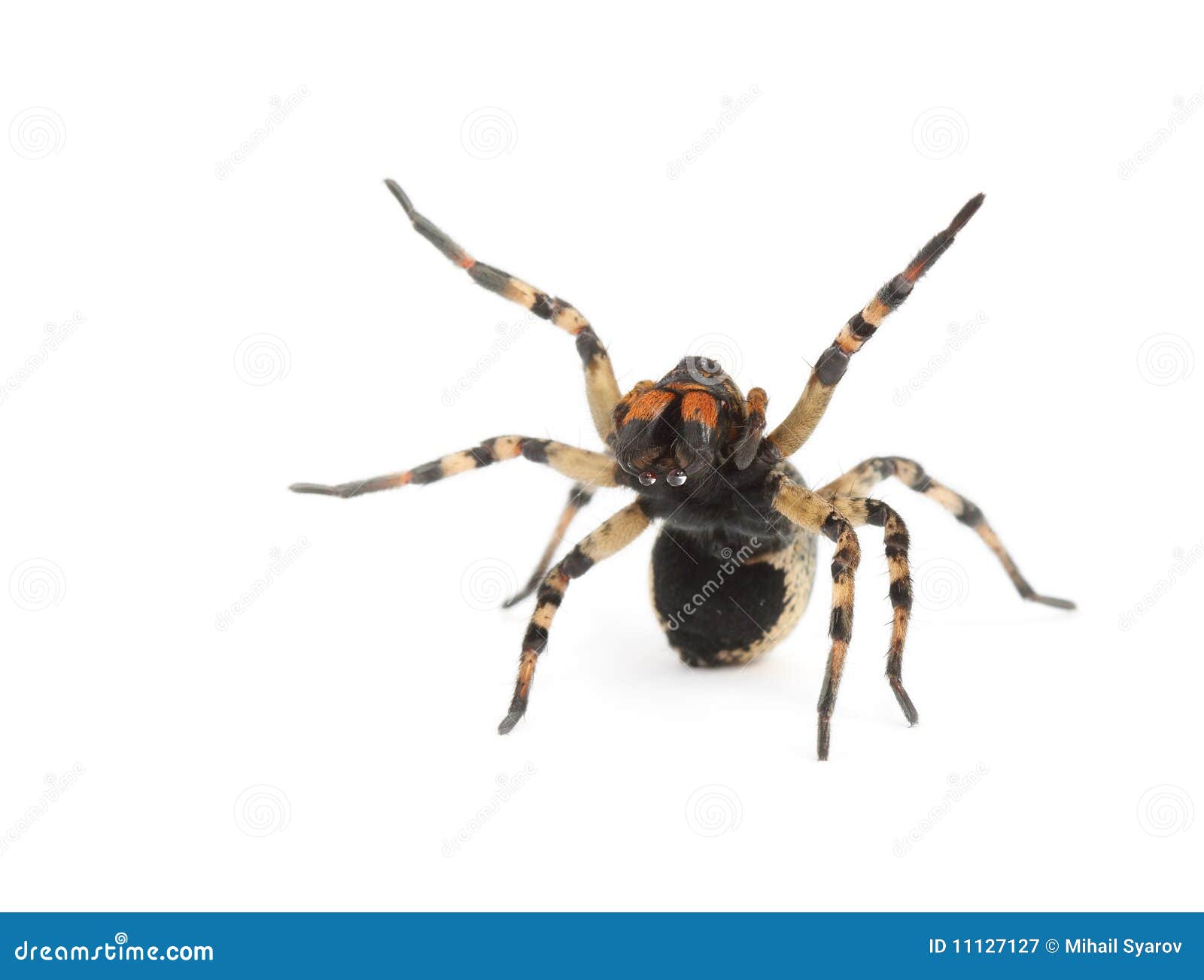Aggressive Spider with Poison Drops Stock Image - Image of wildlife ...