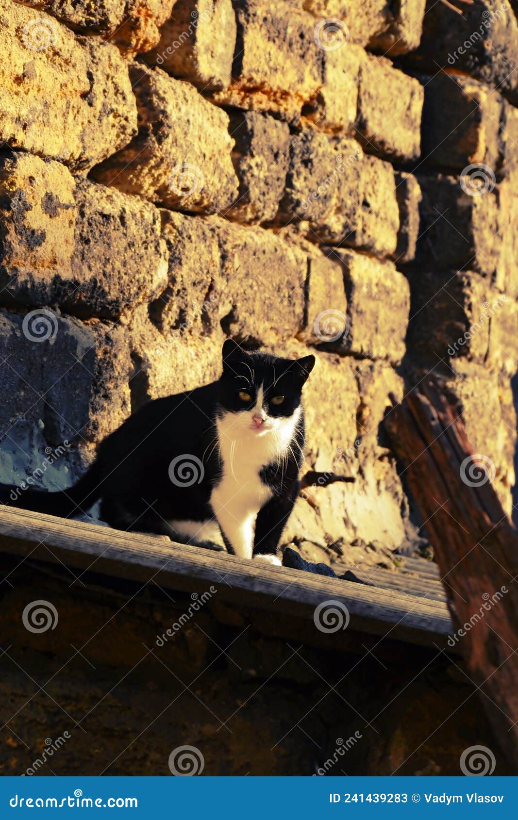 Aggressive Street Cat Look Menacing Stock Image - Image of kitten ...